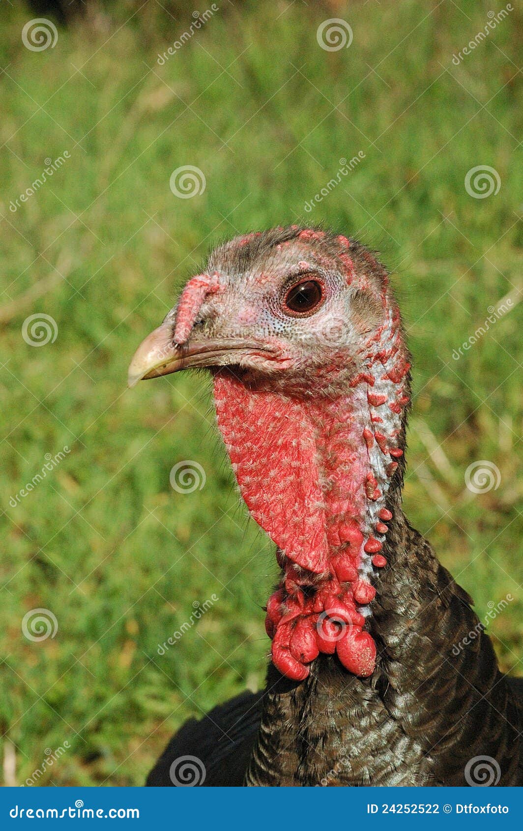 Wild Turkey Head stock photo. Image of drake, nature - 24252522