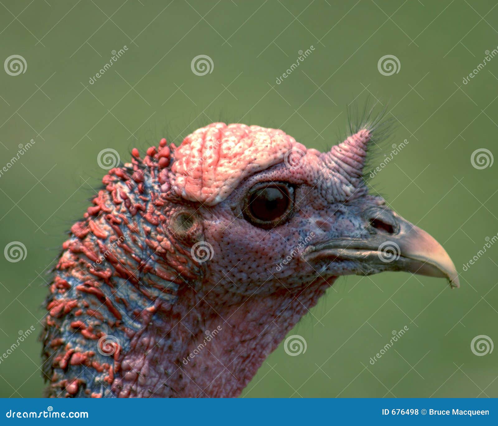 Wild Turkey Head stock photo. Image of forests, thickets - 676498