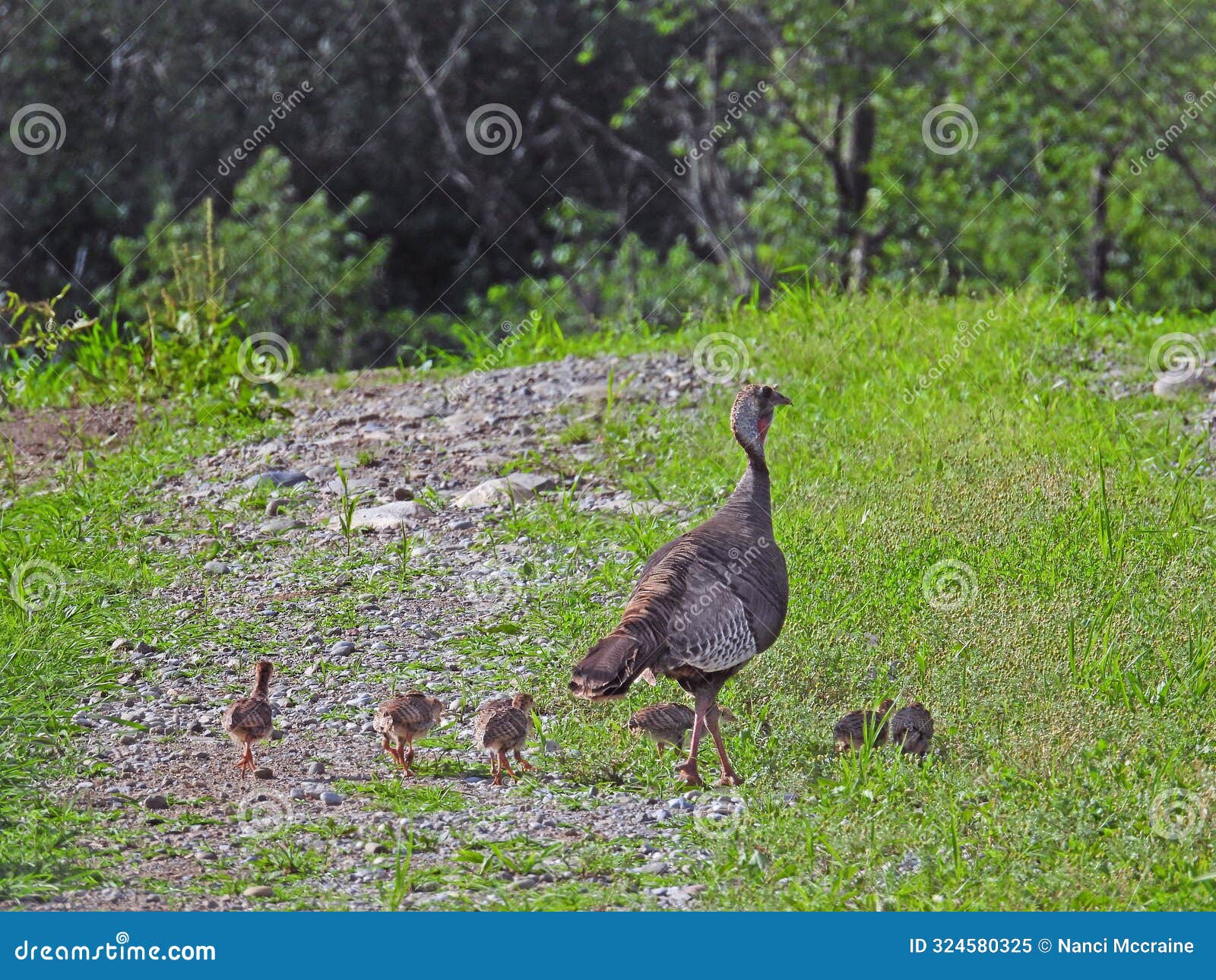 Wild Turkey Hen Gamebird Leads Chicks To Safety Stock Image - Image of ...