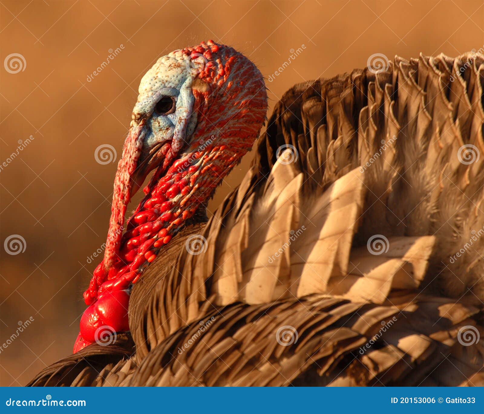 Wild Turkey Looking into the Dawn Stock Photo - Image of male, outdoors ...