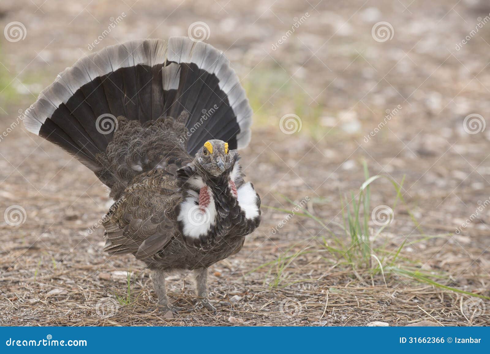 A Wild Turkey Looking at You Stock Photo - Image of nature, tail: 31662366