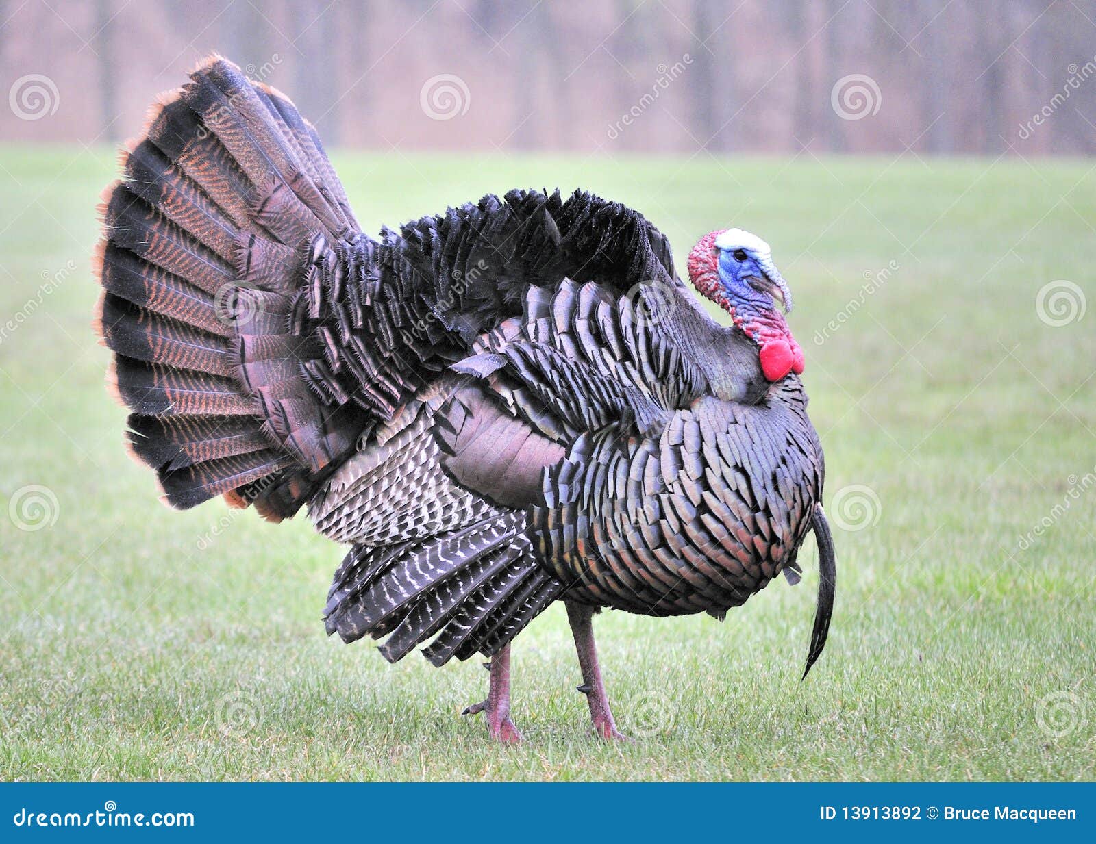 Wild Turkey (Meleagris Gallopavo) Stock Photo - Image of displaying ...