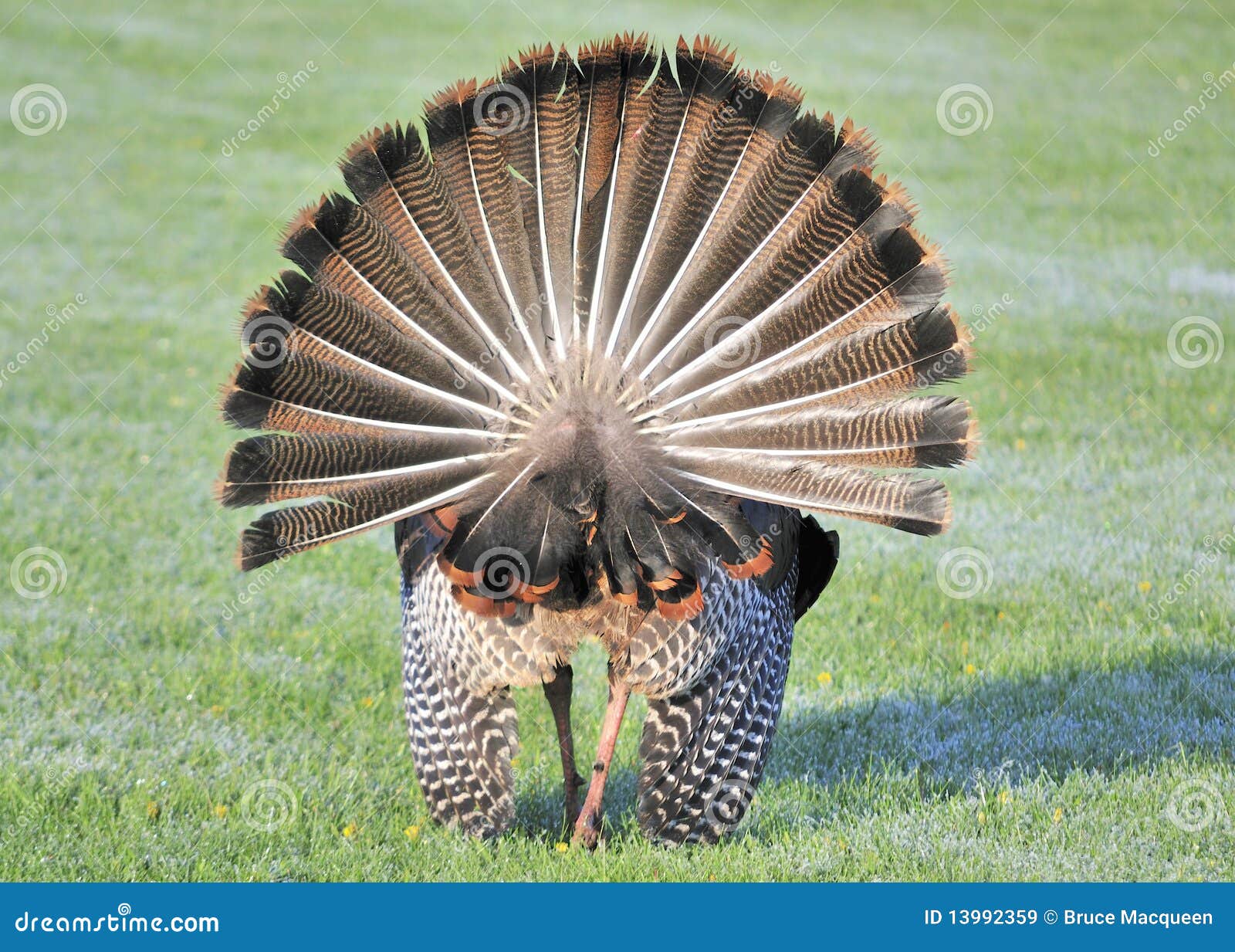 Wild Turkey (Meleagris Gallopavo) Stock Image - Image of strut ...