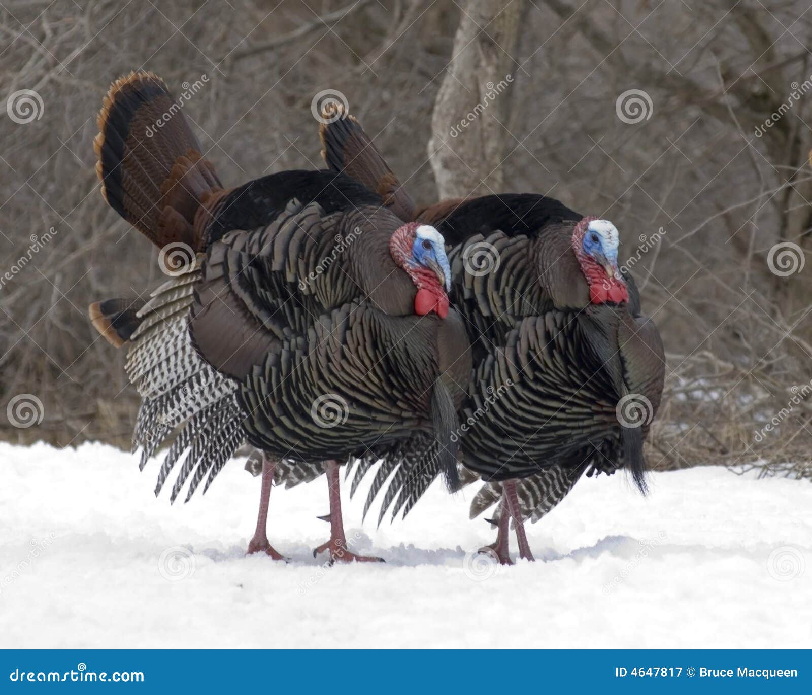 Wild Turkey (Meleagris Gallopavo) Stock Image - Image of drake ...