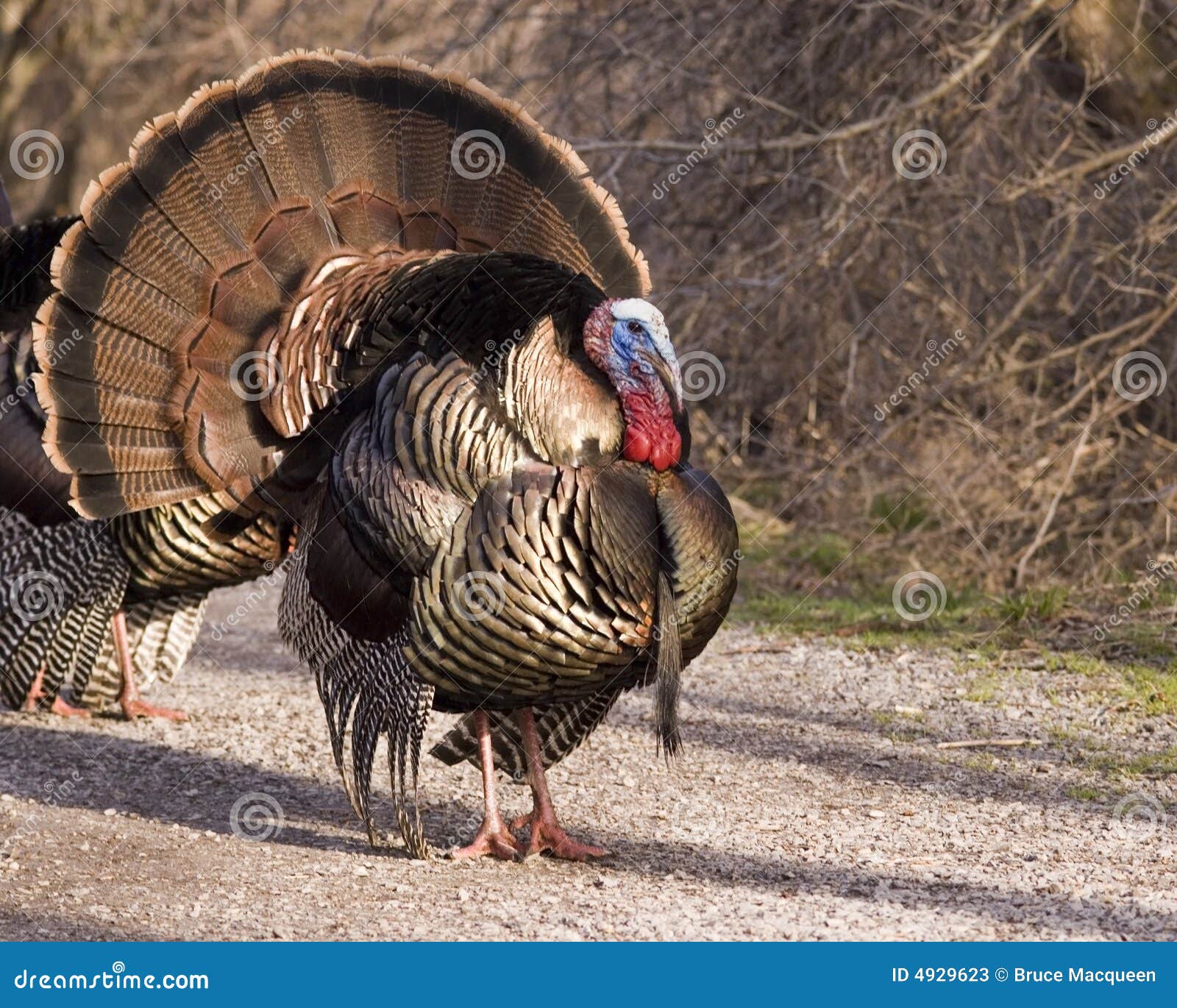 Wild Turkey (Meleagris Gallopavo) Stock Image - Image of woods, spring ...