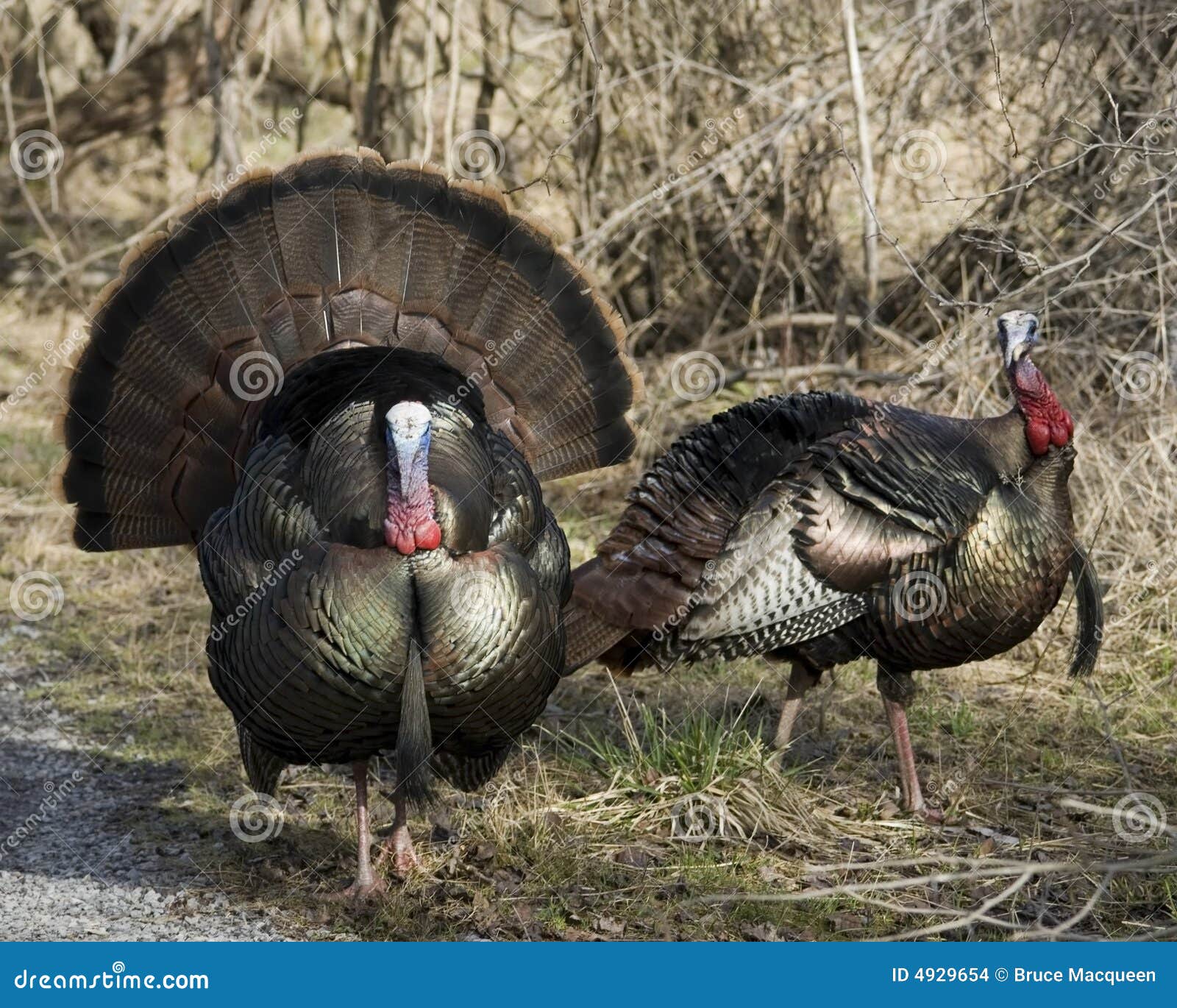 Wild Turkey (Meleagris Gallopavo) Stock Photo - Image of male, spring ...