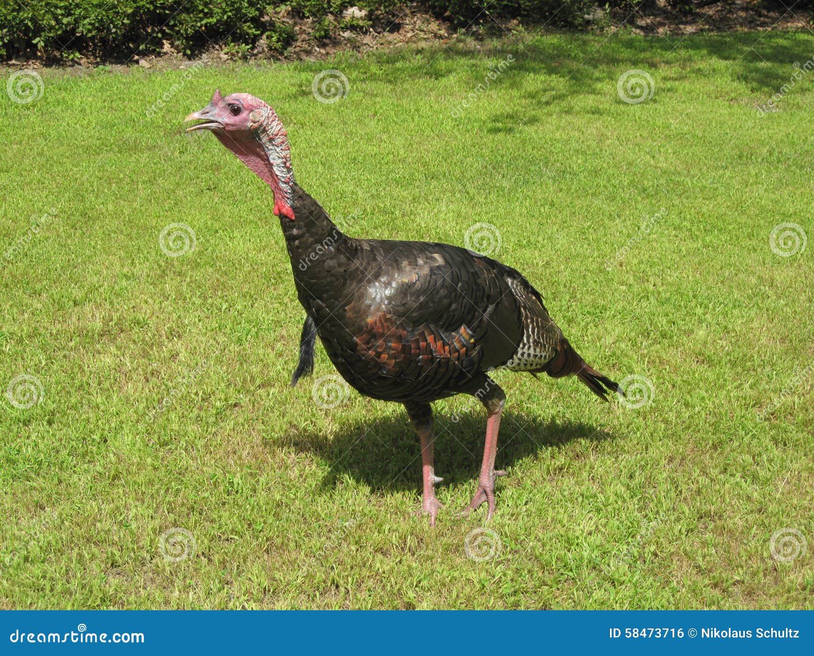 Wild Turkey stock photo. Image of foraging, nature, bird - 58473716