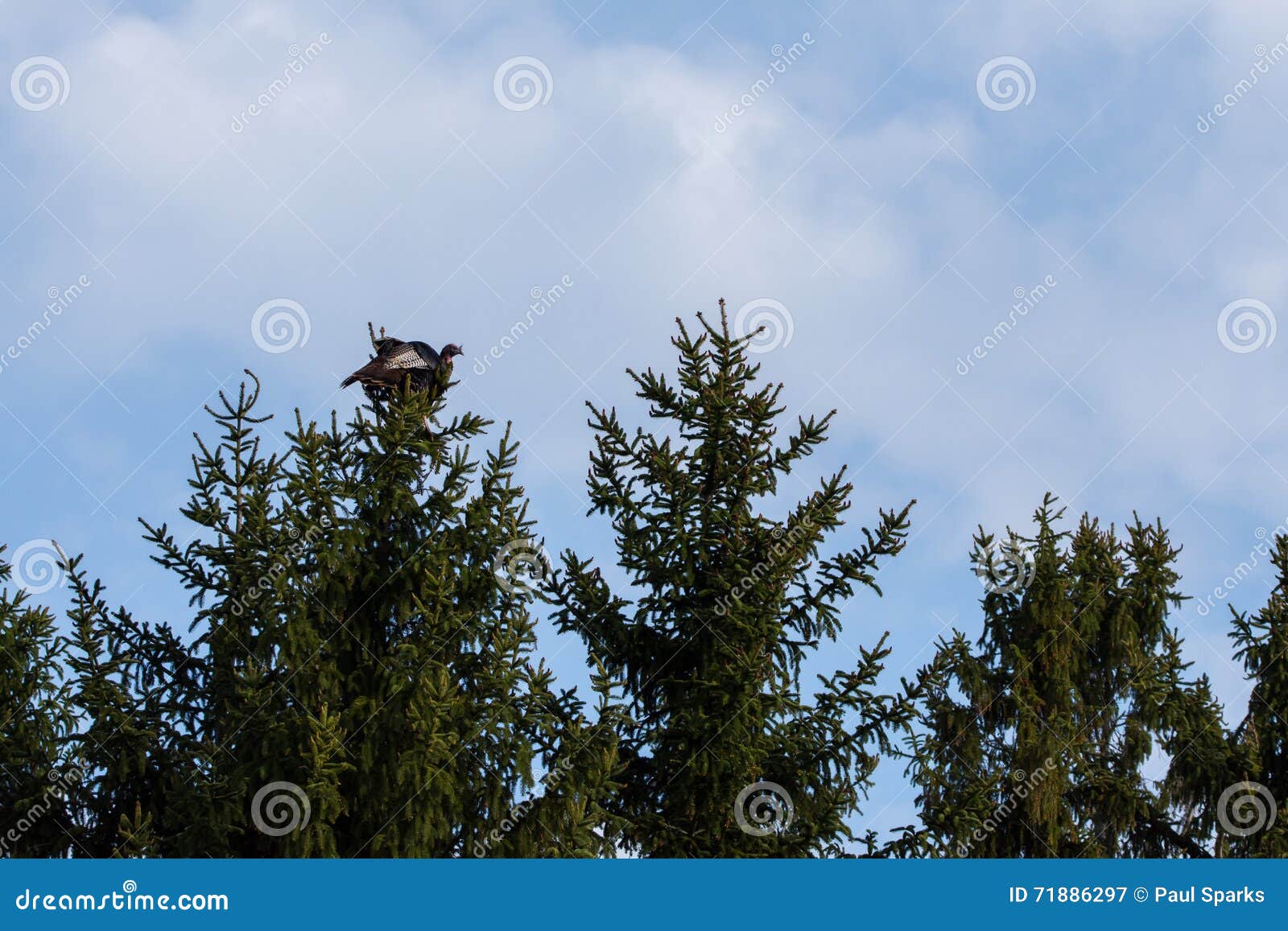 Wild Turkey stock image. Image of branch, avian, tree - 71886297