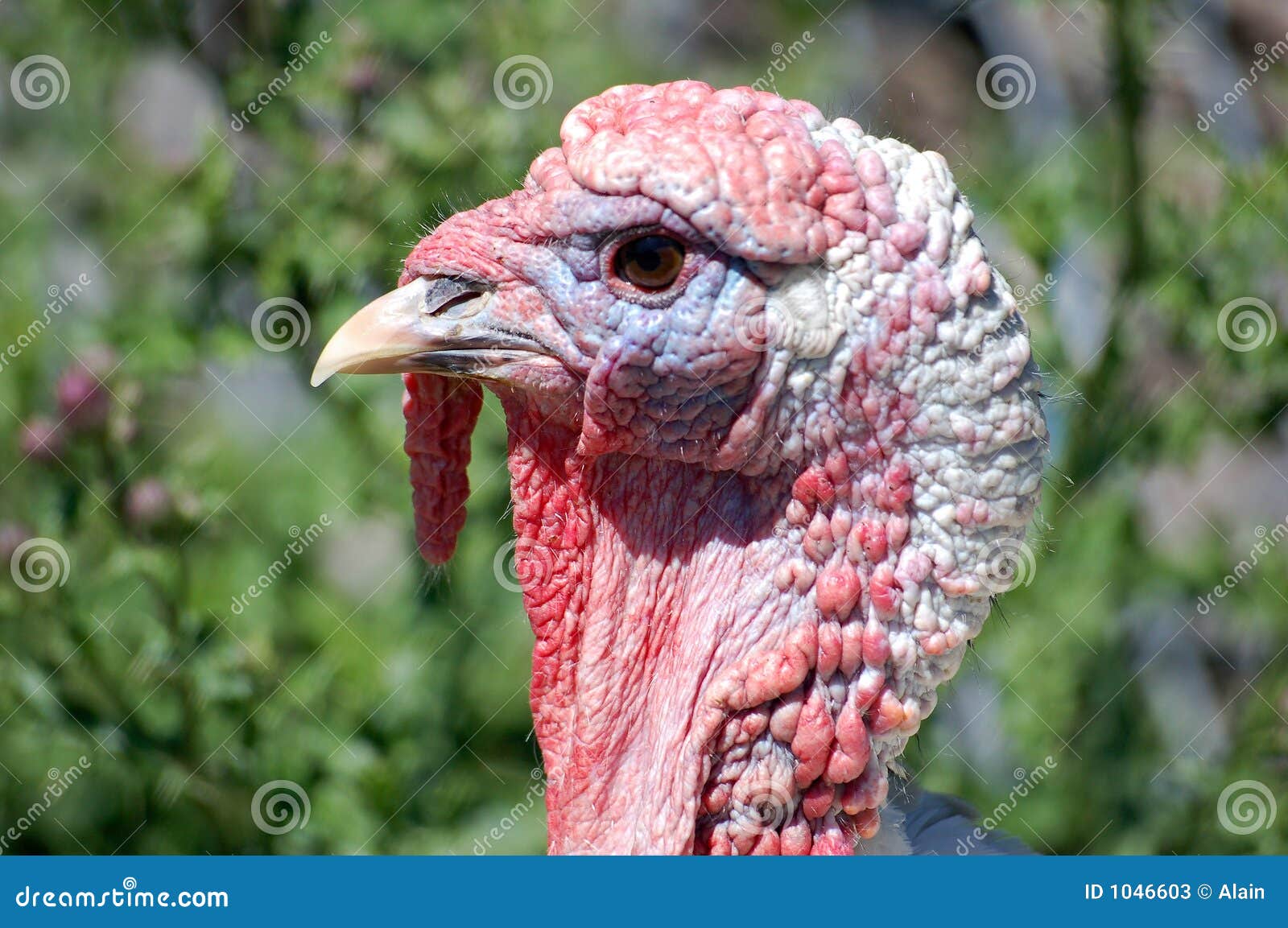 Wild Turkey Portrait stock image. Image of male, forest - 1046603