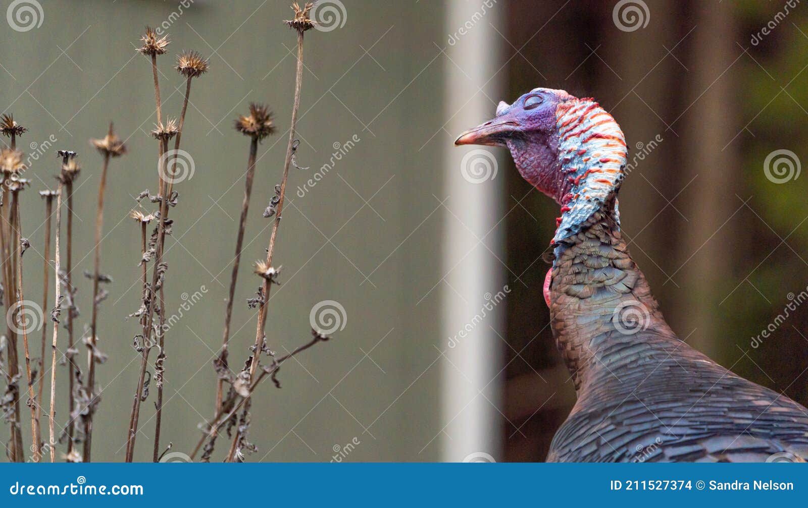 Wild Turkey Pose stock photo. Image of closed, head - 211527374