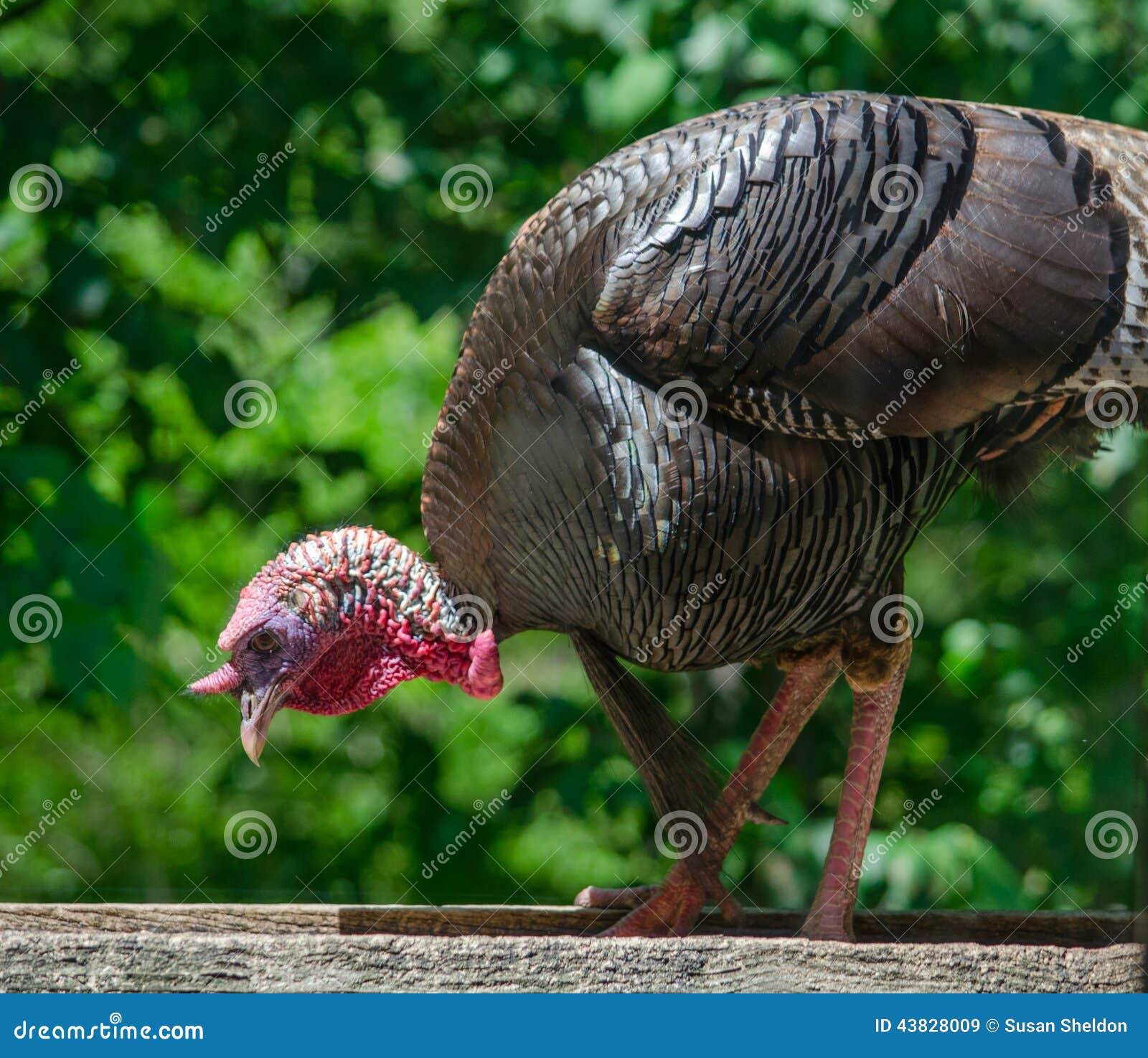 Wild turkey stock image. Image of green, feathers, wildlife - 43828009