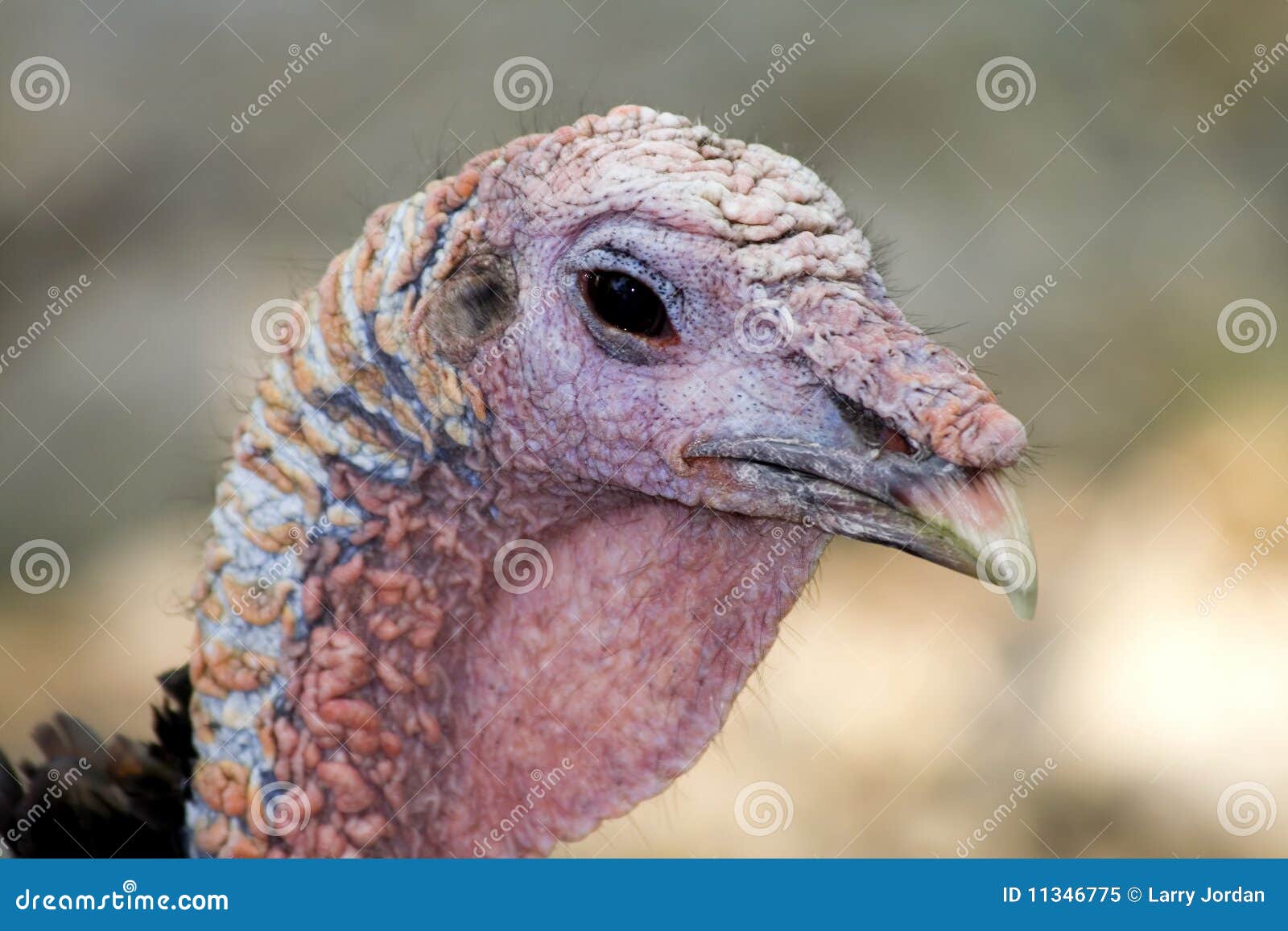 Wild Turkey Profile stock image. Image of detailed, nature - 11346775