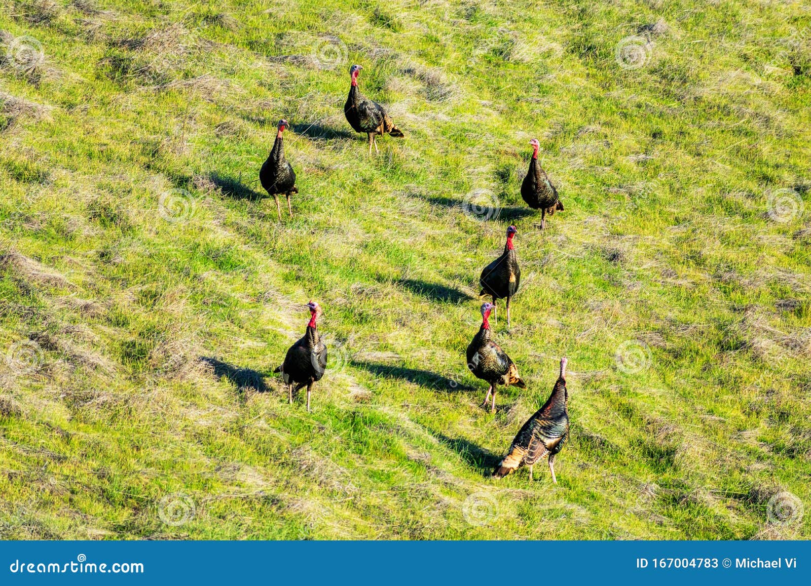 Wild Turkey Rafter Feeding on Green Hill Stock Image - Image of meadow ...