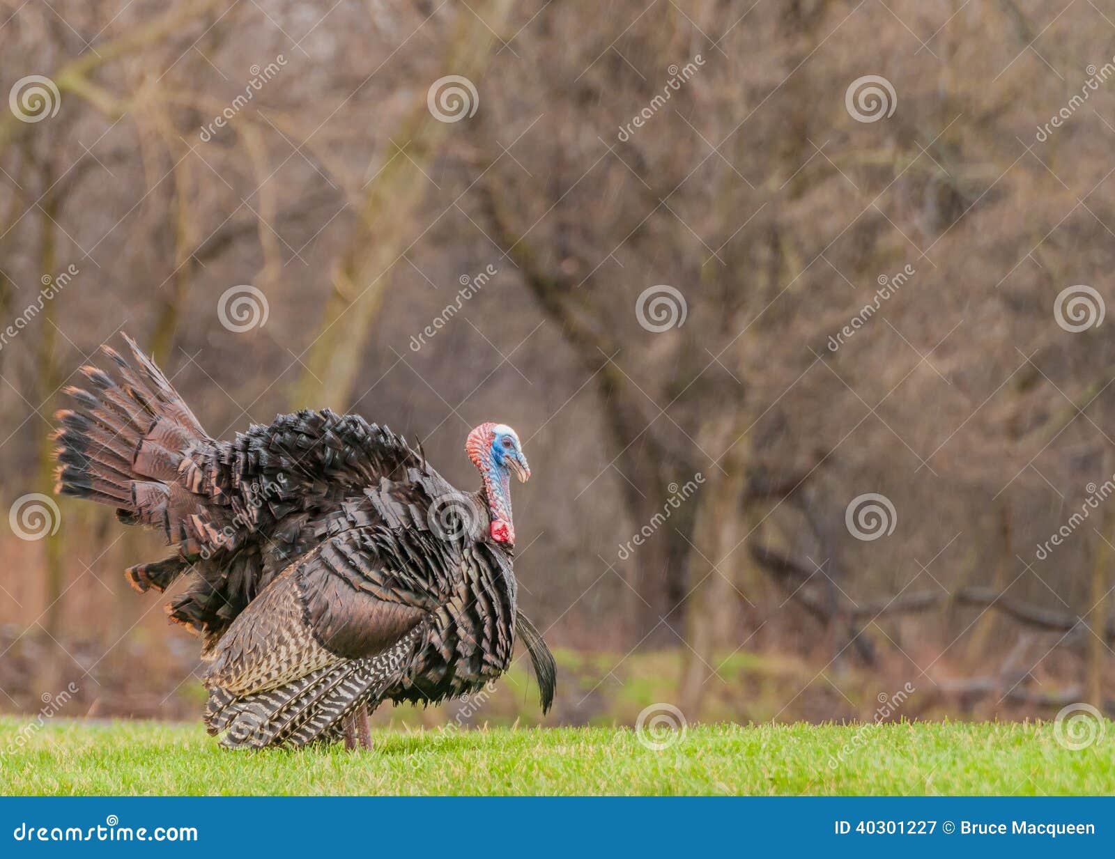 Wild Turkey stock image. Image of gobbler, turkey, bird - 40301227