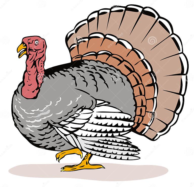 Wild turkey side view stock vector. Illustration of thanksgiving - 3257917