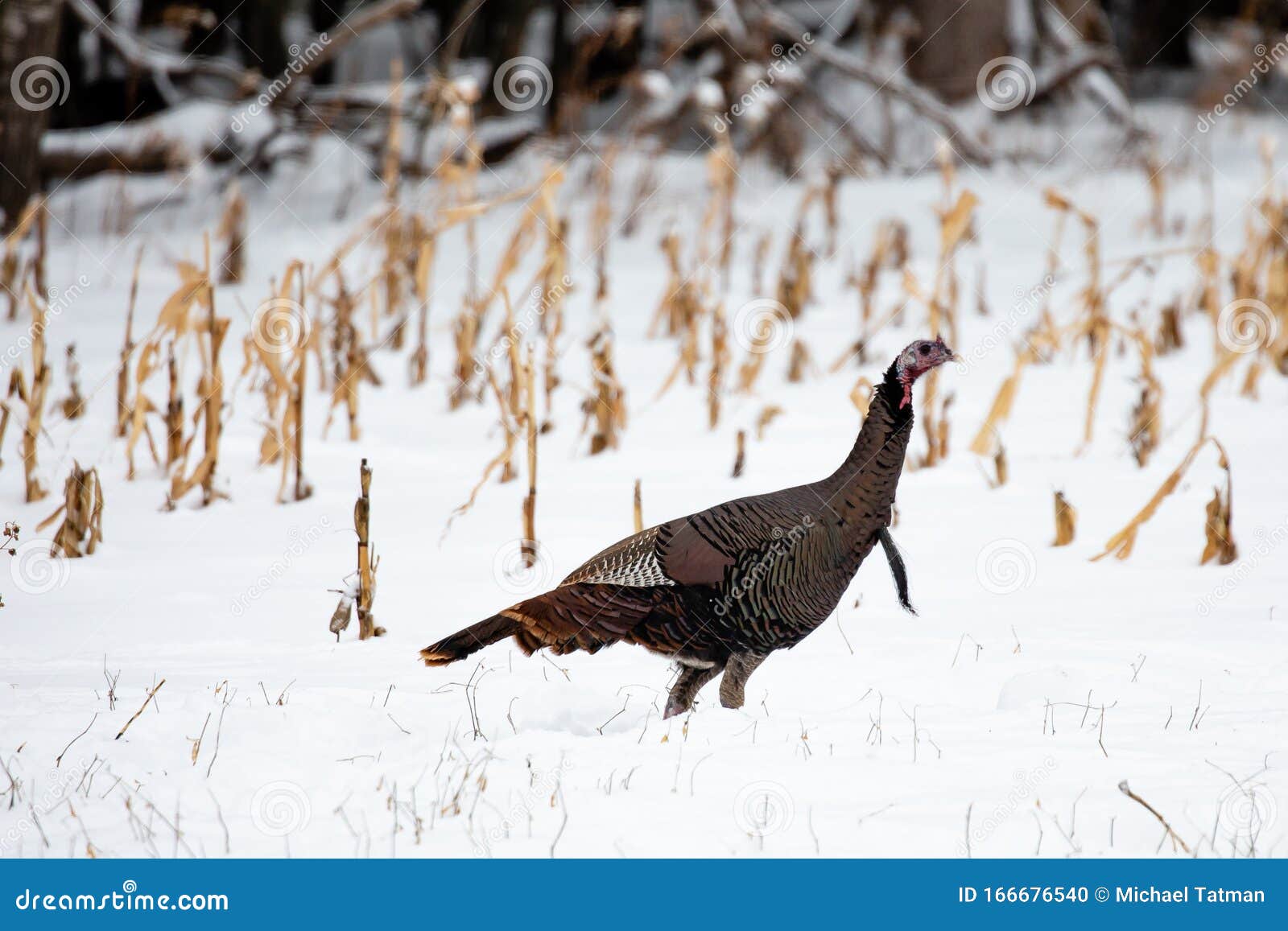 Wild Turkey in the Snow Next To Corn Stalks Stock Photo - Image of ...