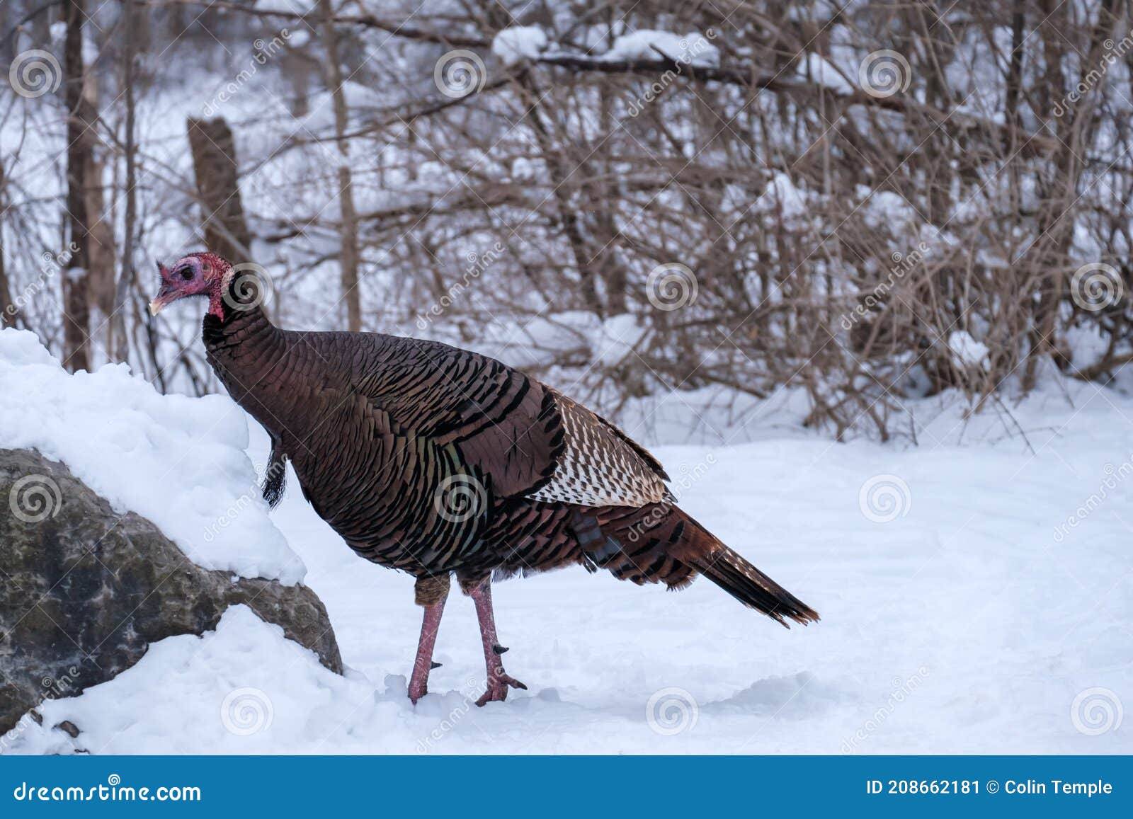 Wild turkey in the snow stock image. Image of large - 208662181