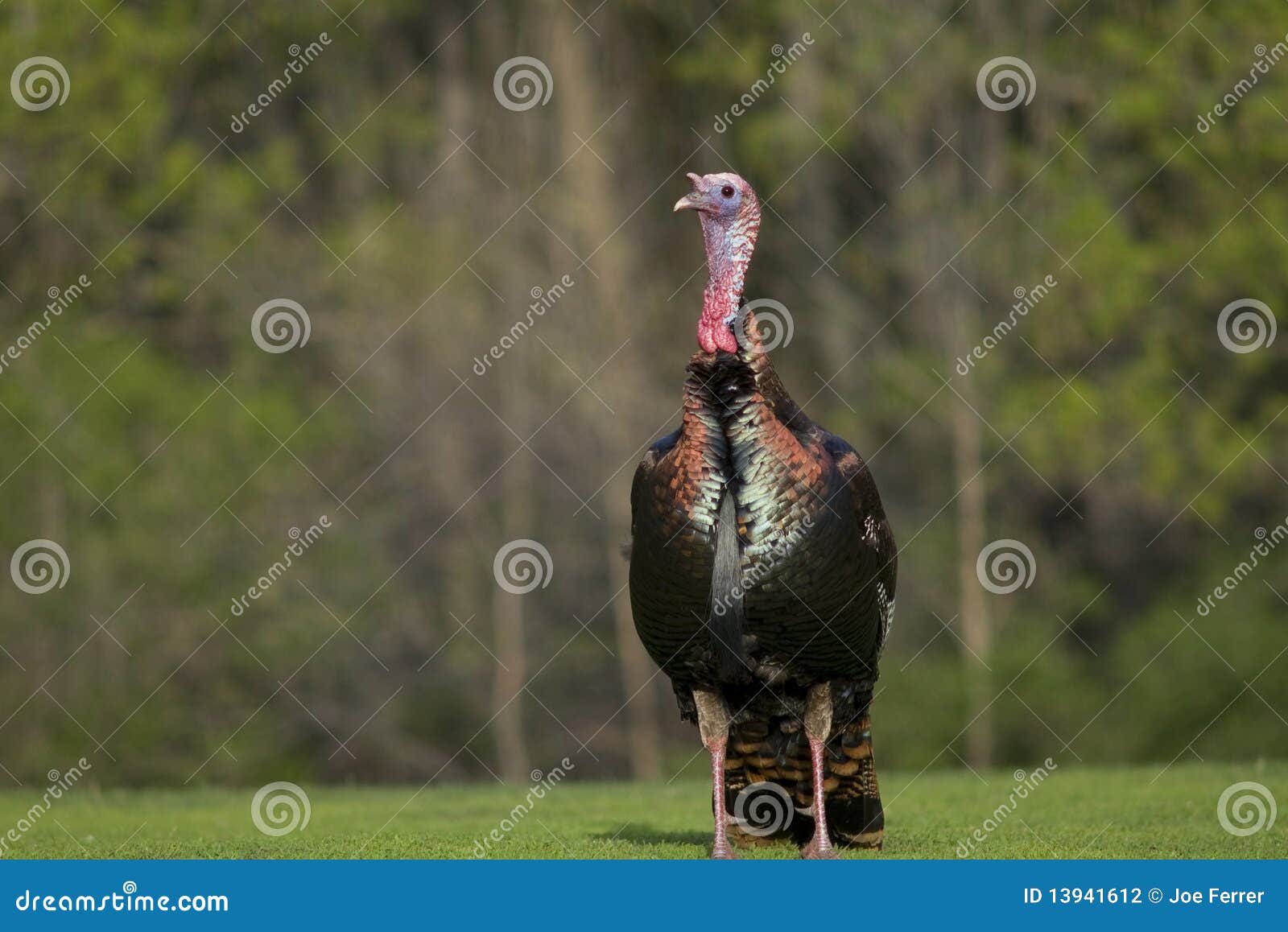 Wild Turkey Standing in Clearing Stock Photo - Image of wattle ...