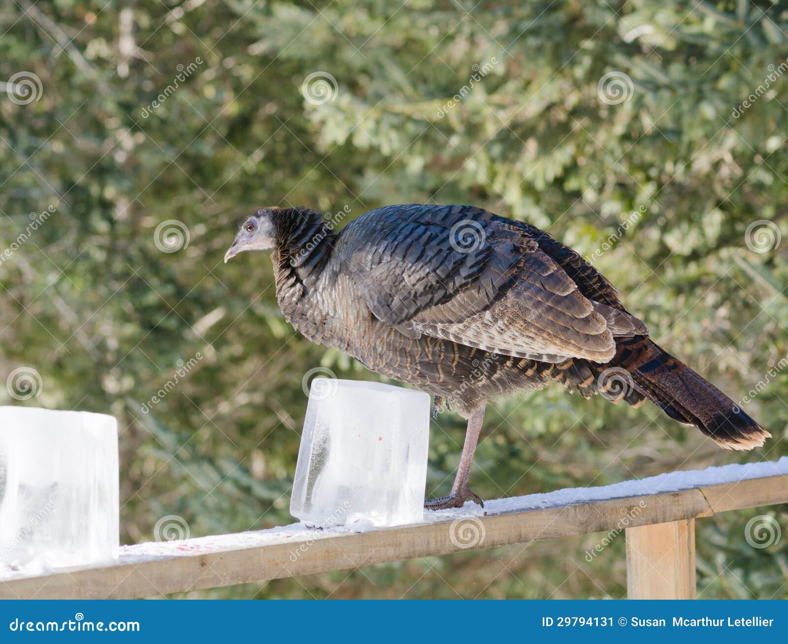 Wild Turkey Standing on One Leg on Deck Stock Image - Image of wings ...