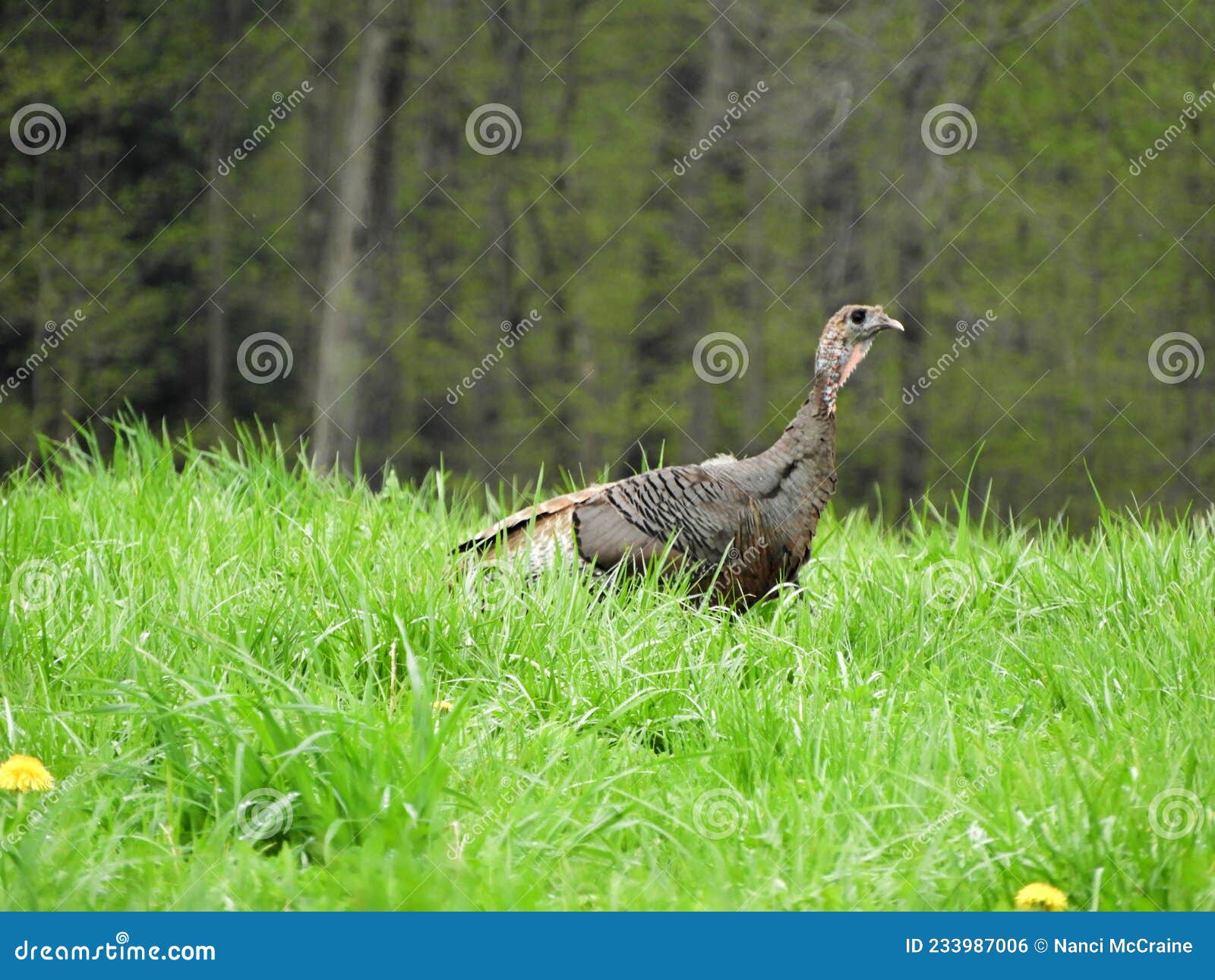 Wild Turkey Strolling through Open Field and Green Grass Stock Photo ...