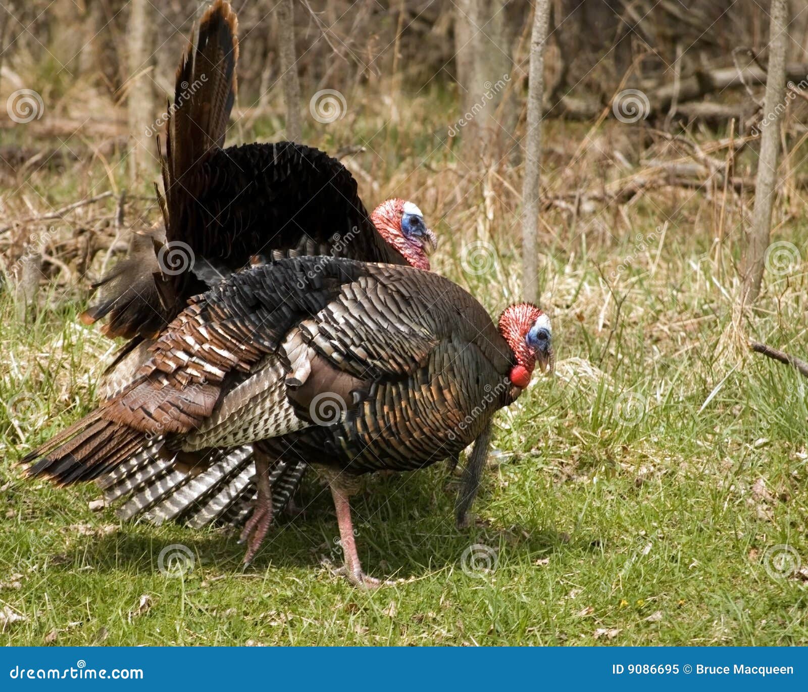 Wild Turkey Strutting stock image. Image of drake, thickets - 9086695