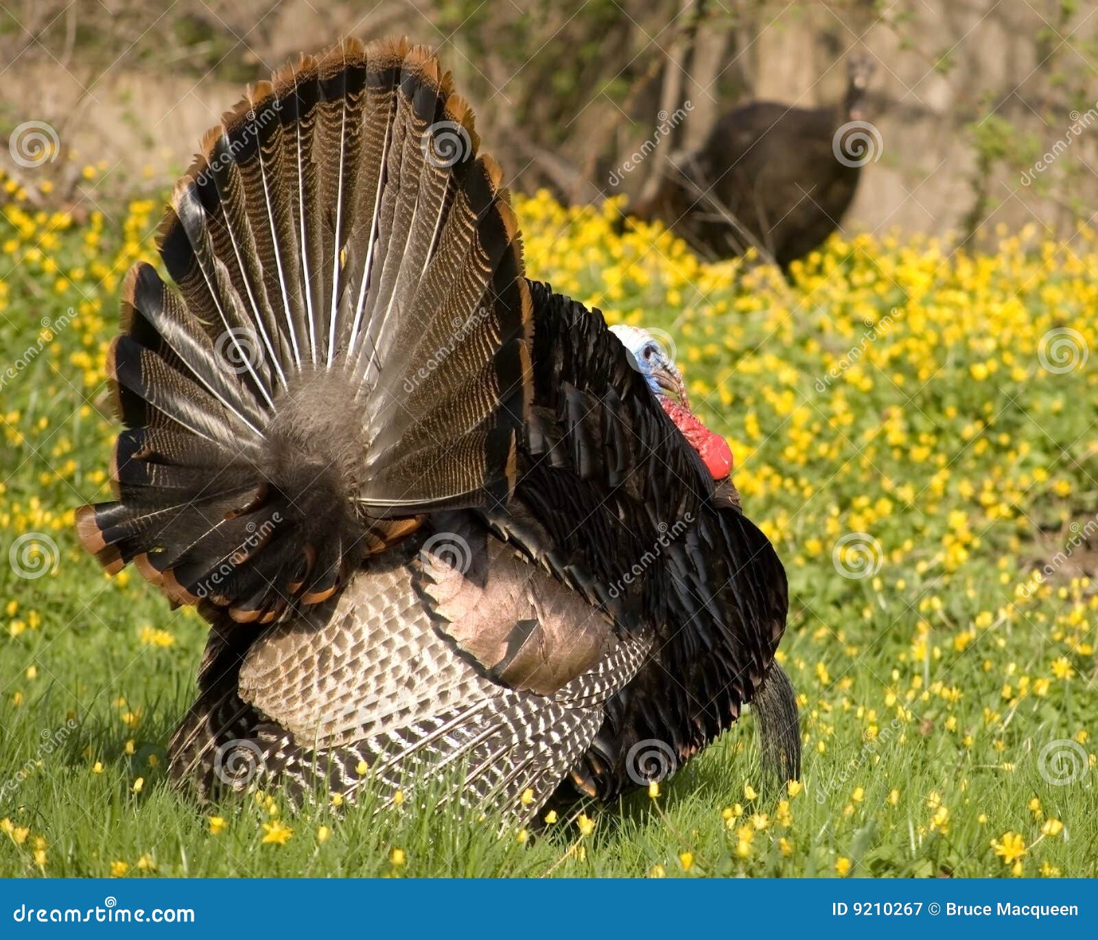 Wild Turkey Strutting stock image. Image of bird, groves - 9210267
