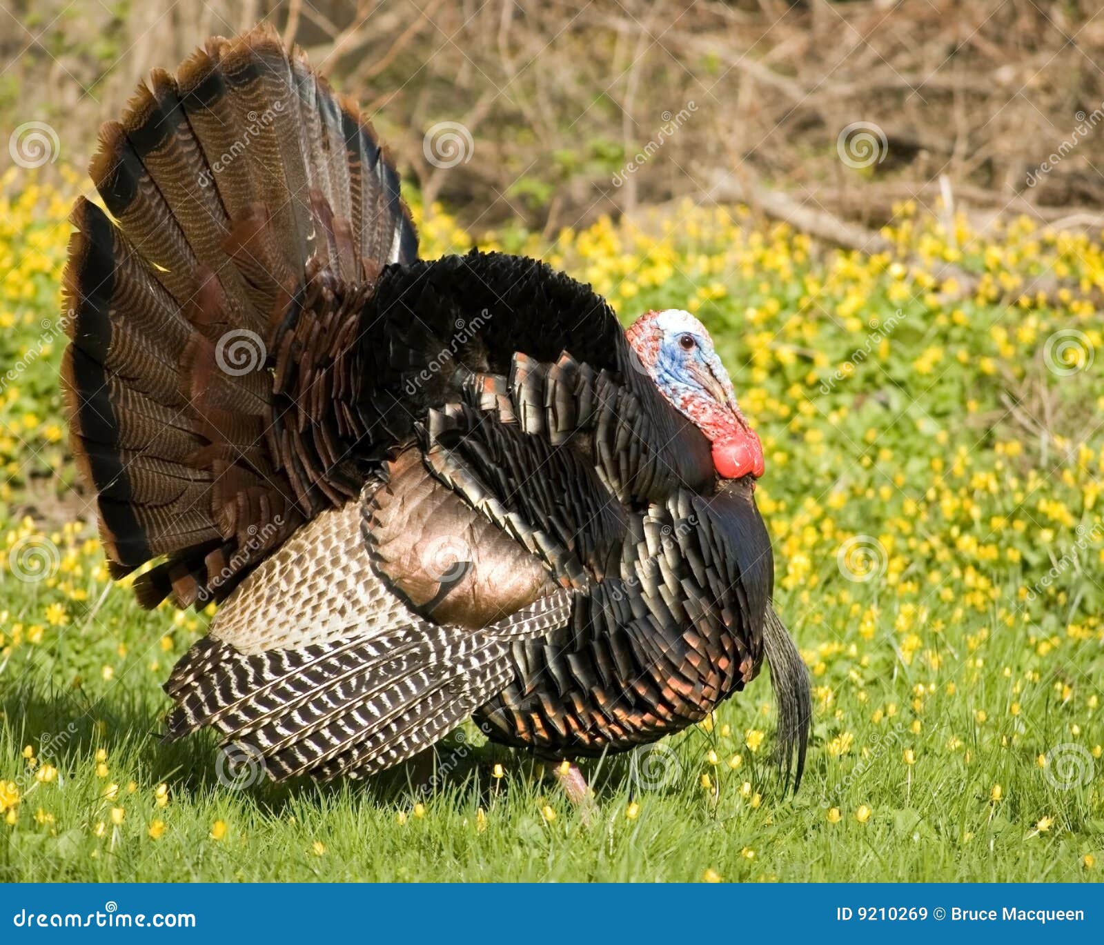 Wild Turkey Strutting stock image. Image of gobbler, thanksgiving - 9210269