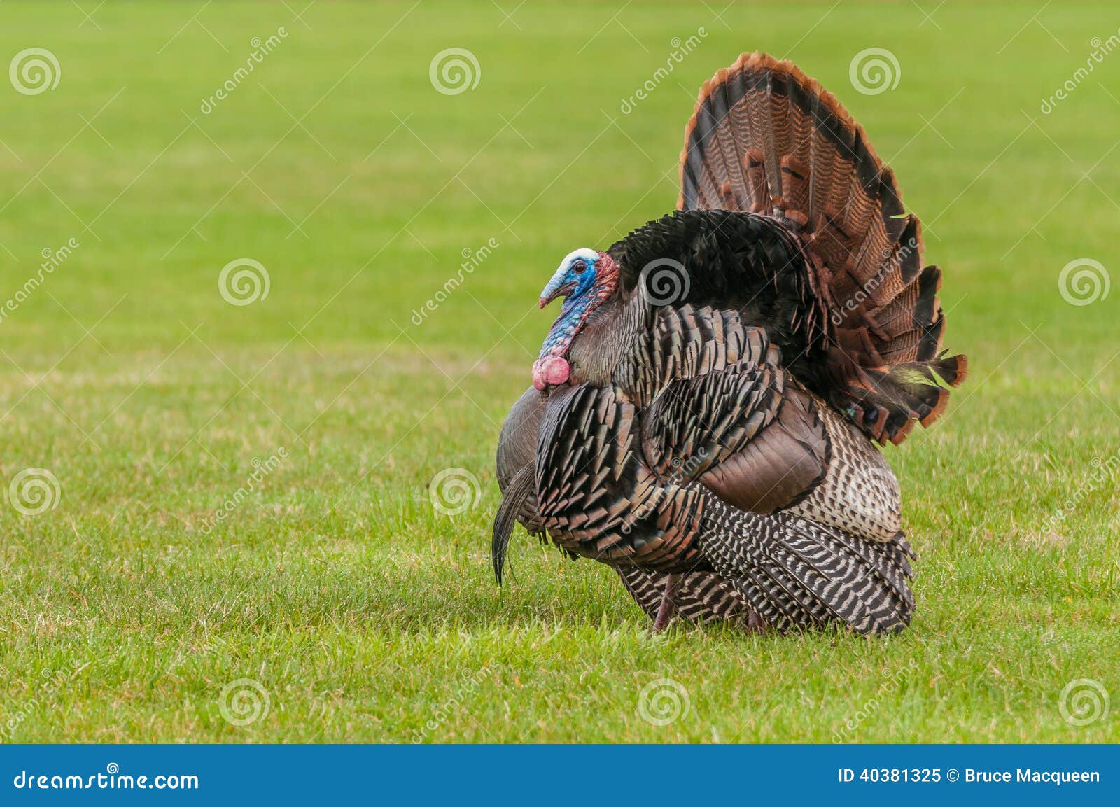 Wild Turkey stock image. Image of watching, strut, wildlife - 40381325