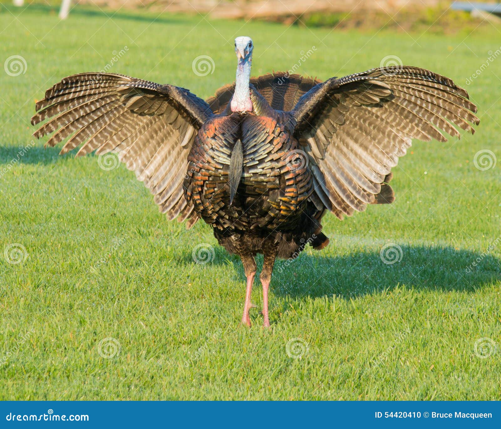 Wild Turkey stock photo. Image of watching, strut, game - 54420410