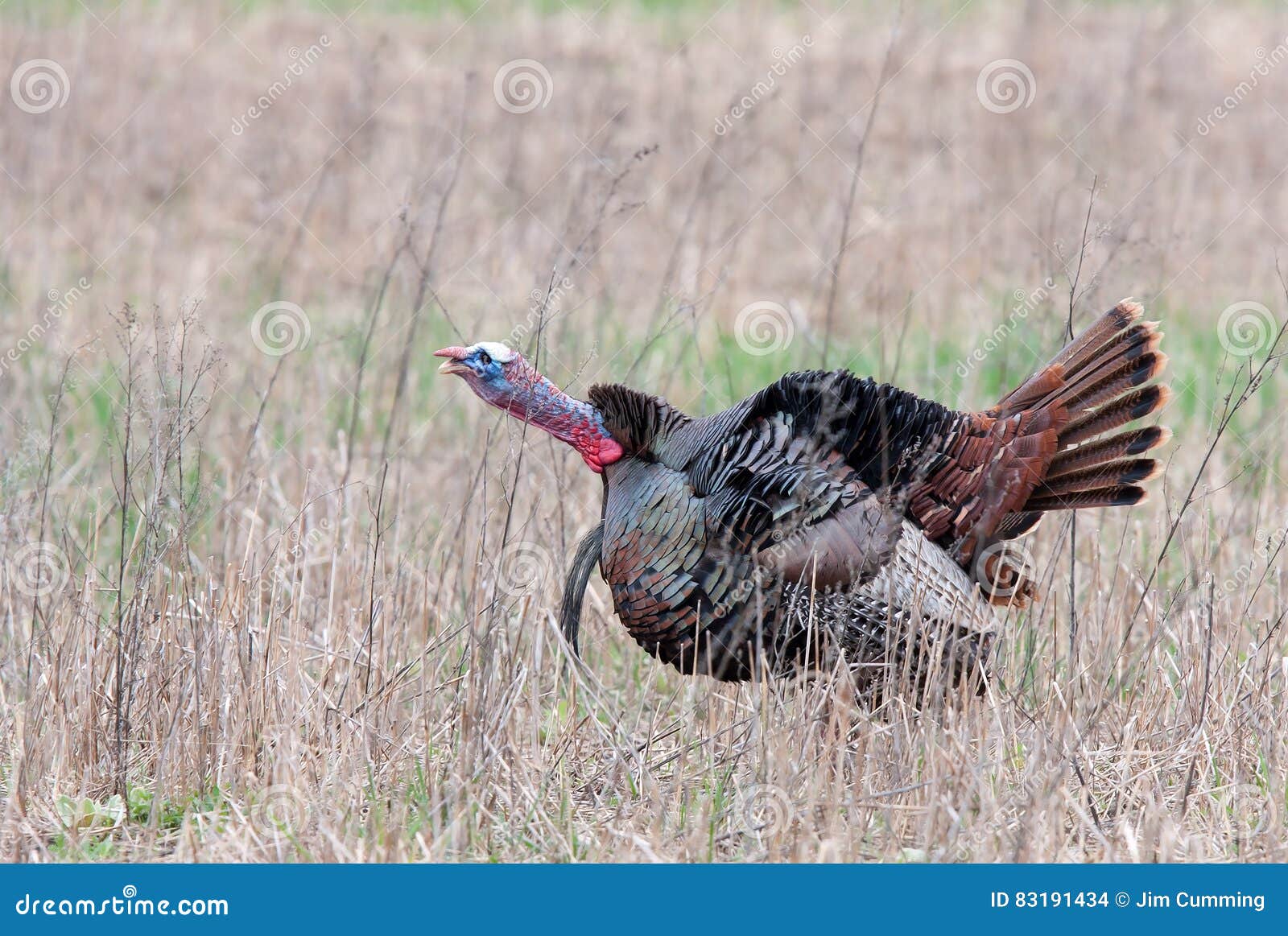 Wild Turkey Strutting through the Meadow Stock Photo - Image of brown ...