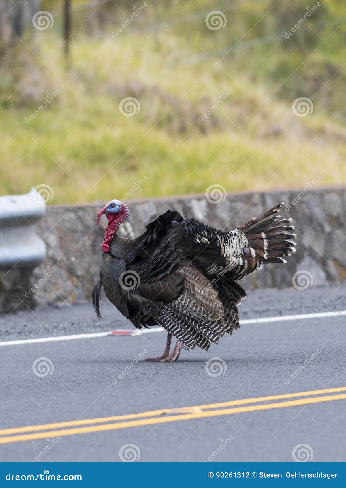 Wild Turkey stock photo. Image of islands, hawaiian, hawaii - 90261312