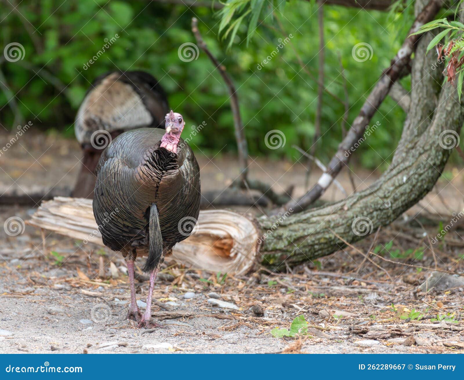 Wild Turkey Strutting in the Park Stock Image - Image of waterfowl ...