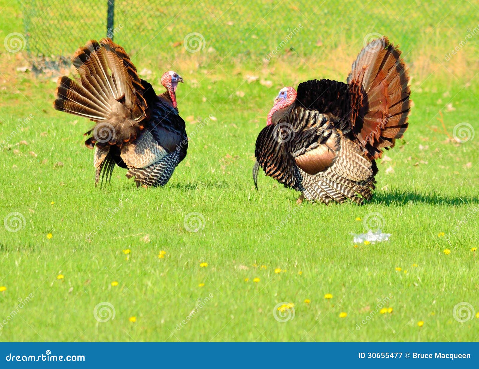 Turkey Buzzard Mating Season at Katherine Roosa blog