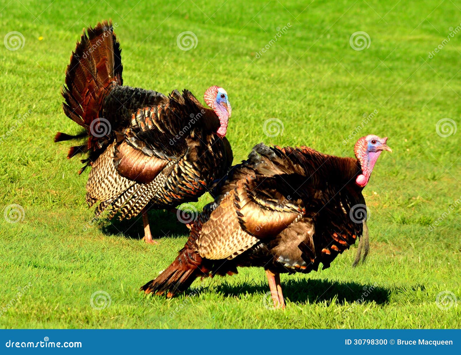 Wild Turkey stock photo. Image of mating, strutting, gamebird - 30798300