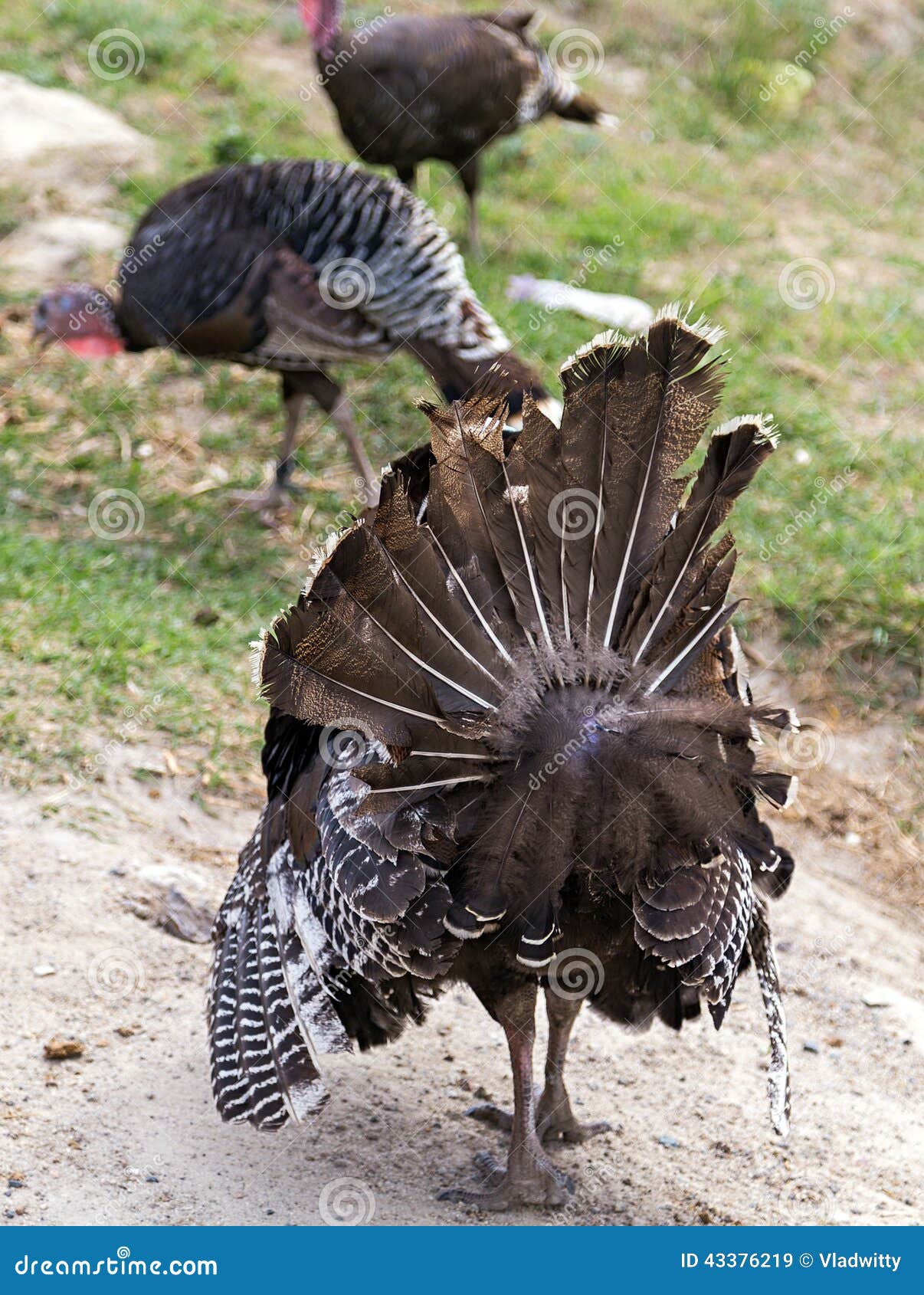 Wild Turkey stock image. Image of call, turkey, audubon - 43376219