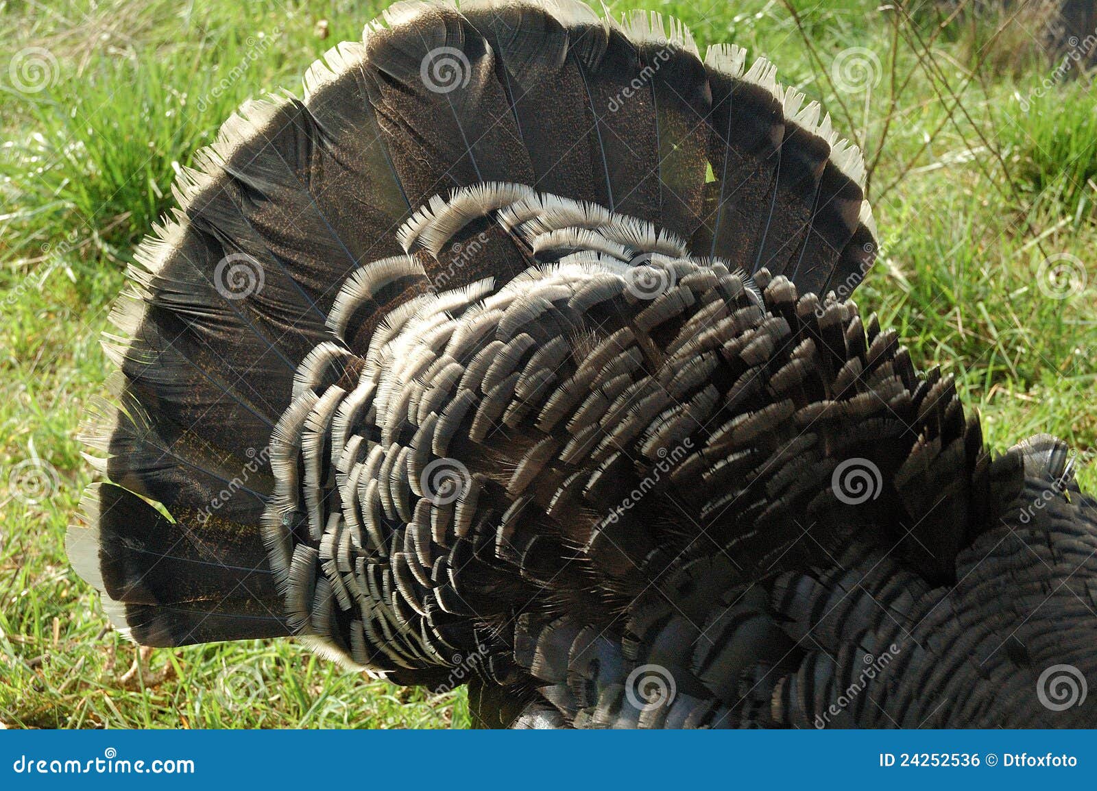 Wild Turkey Tail stock photo. Image of meleagris, bird - 24252536