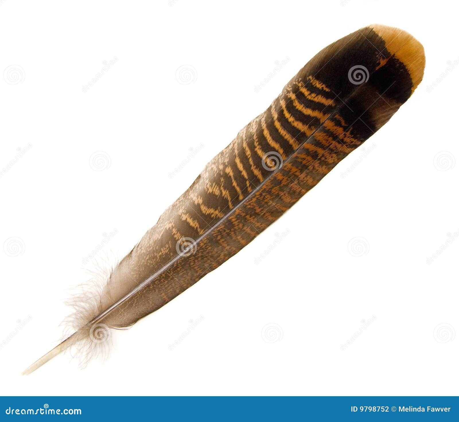 Turkey Tail Mushroom Fungus Growing On Log Royalty-Free Stock ...