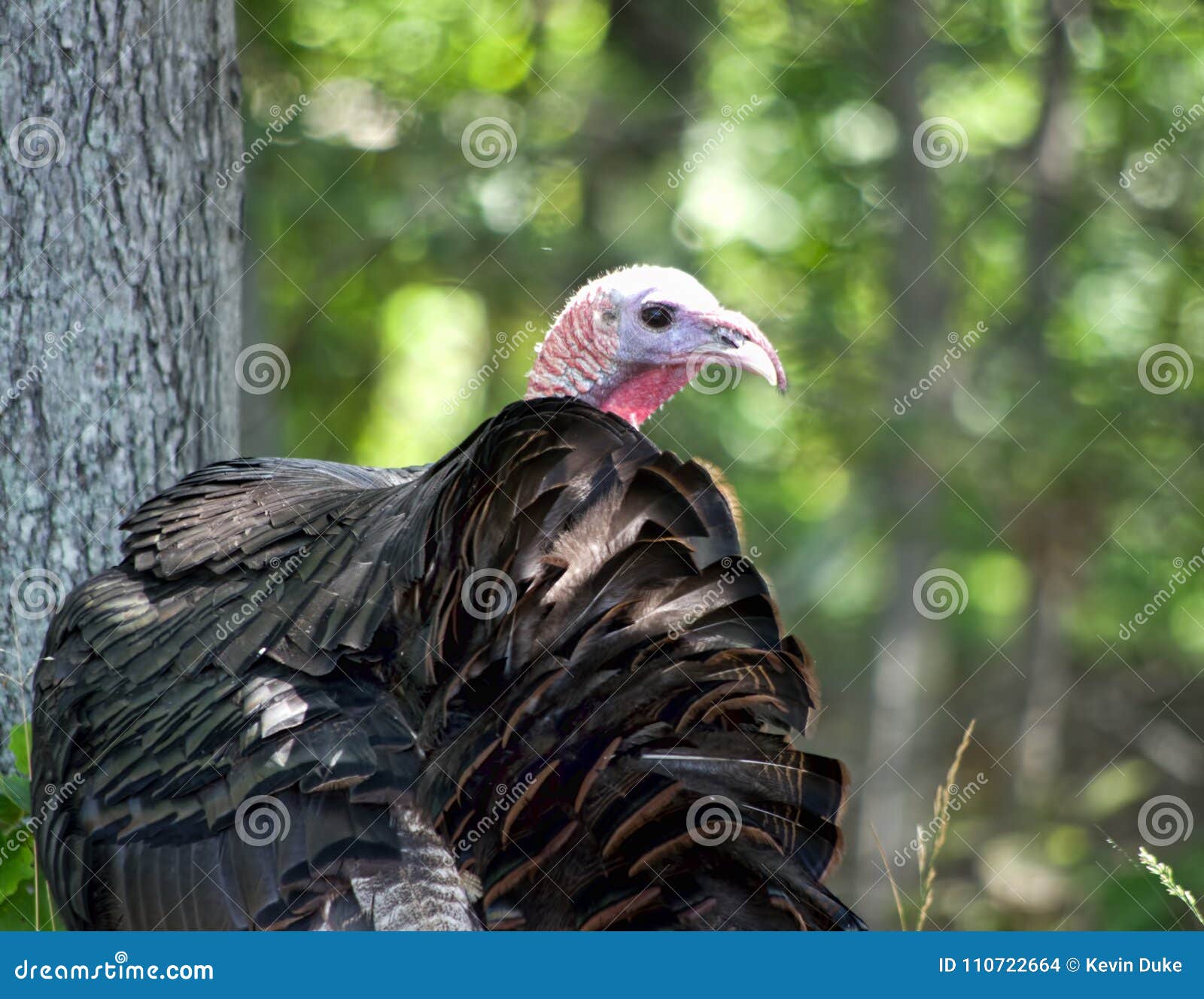 Wild Turkey in trees stock photo. Image of spread, trees - 110722664