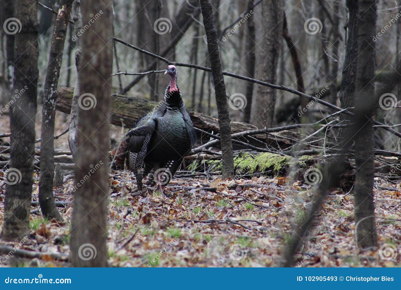 Wild Turkey stock image. Image of wildturkey, wood, moss - 102905493