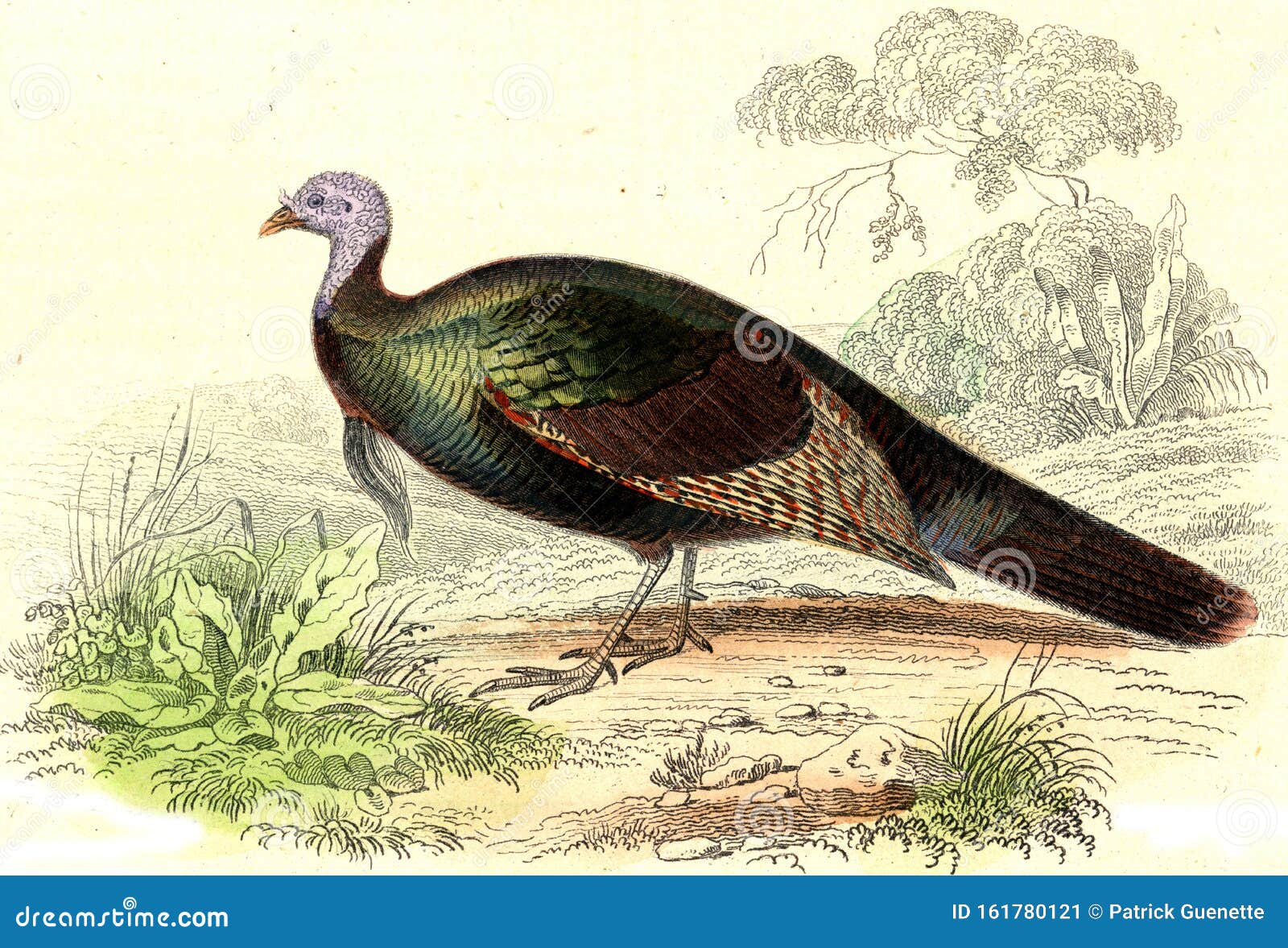 Wild Turkey, Vintage Engraving Stock Illustration - Illustration of ...