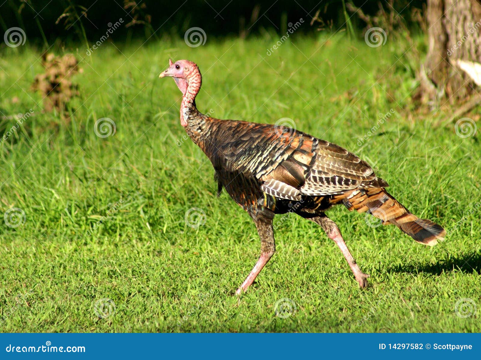Wild Turkey Walking Across Field Stock Photography - Image: 14297582