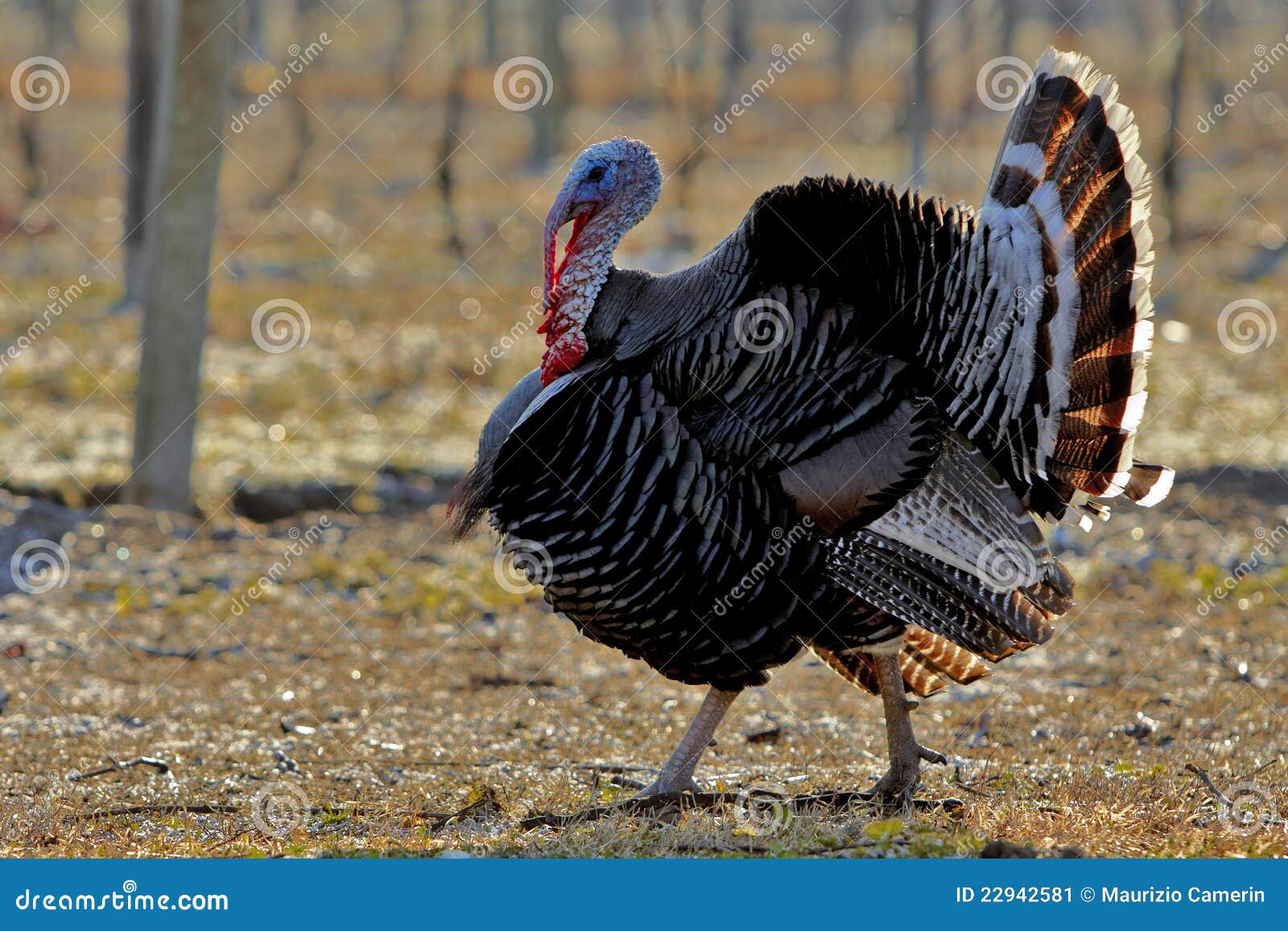 Wild Turkey with wheel stock image. Image of food, feather - 22942581