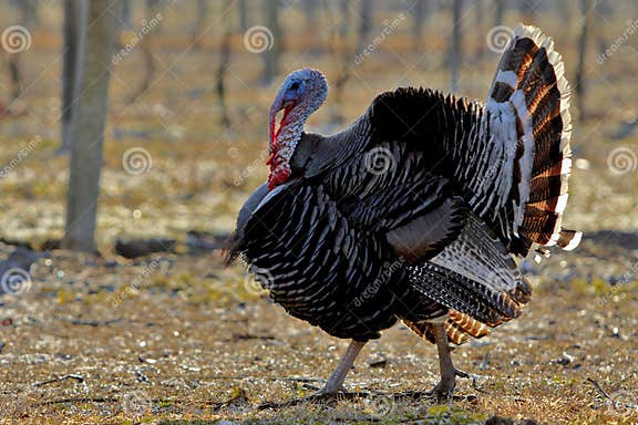 Wild Turkey with wheel stock image. Image of food, feather - 22942581