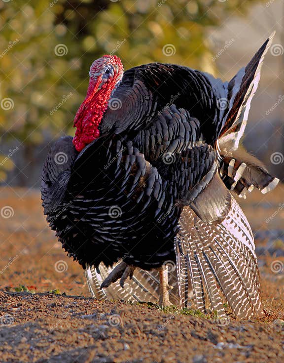 Wild Turkey with wheel stock photo. Image of silver, domestic - 22942938