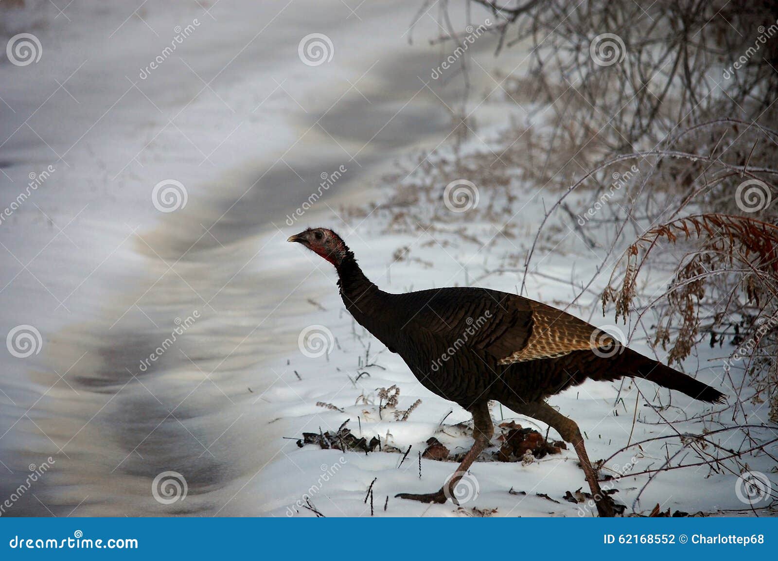 Wild turkey stock photo. Image of gobble, hunting, running - 62168552