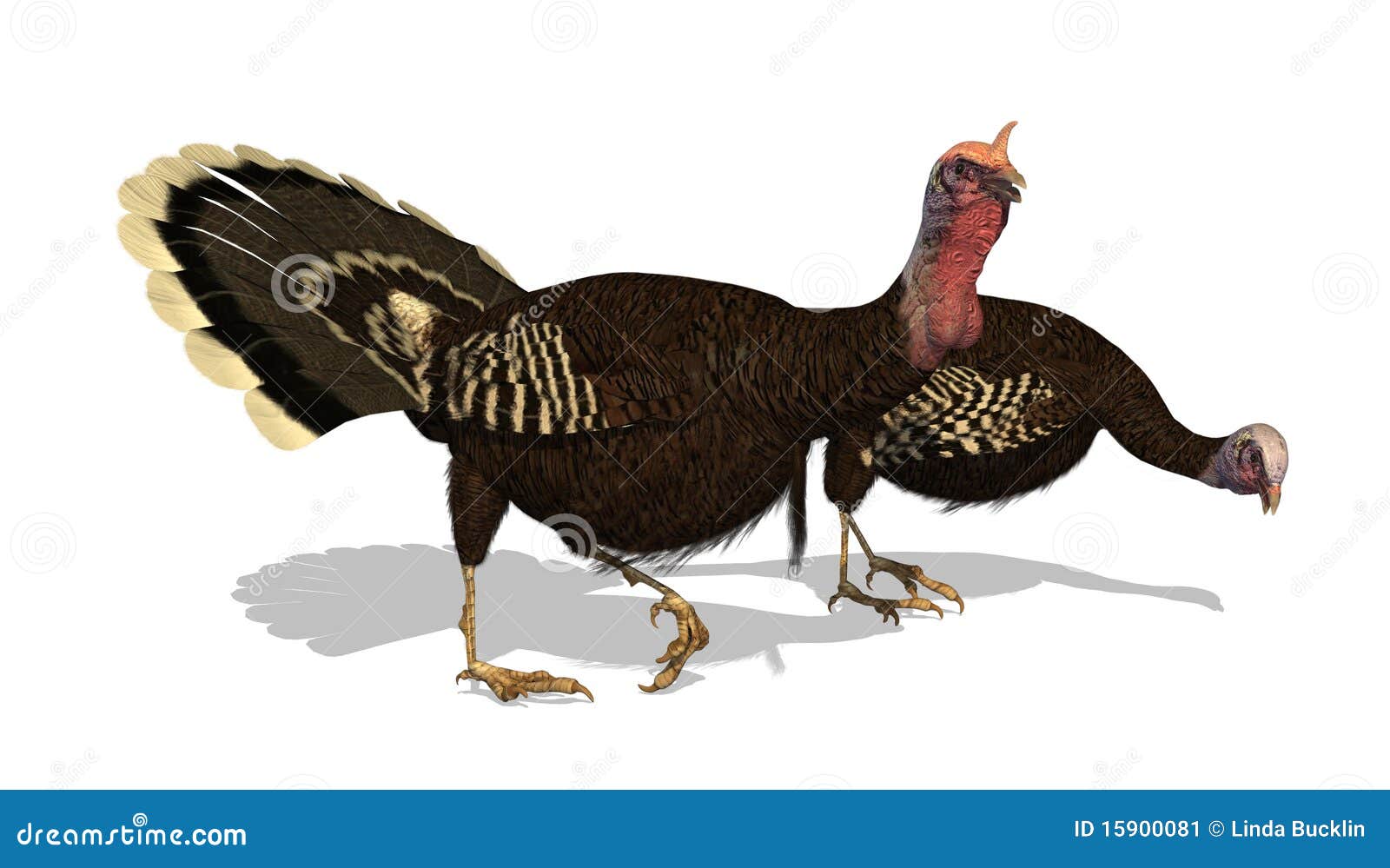 Wild Turkeys stock illustration. Illustration of hunting - 15900081