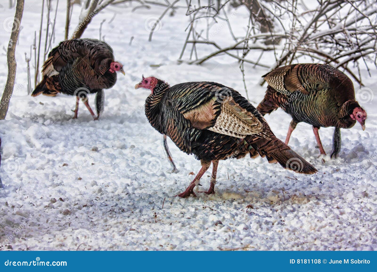Wild Turkeys stock photo. Image of feathers, feed, beak - 8181108