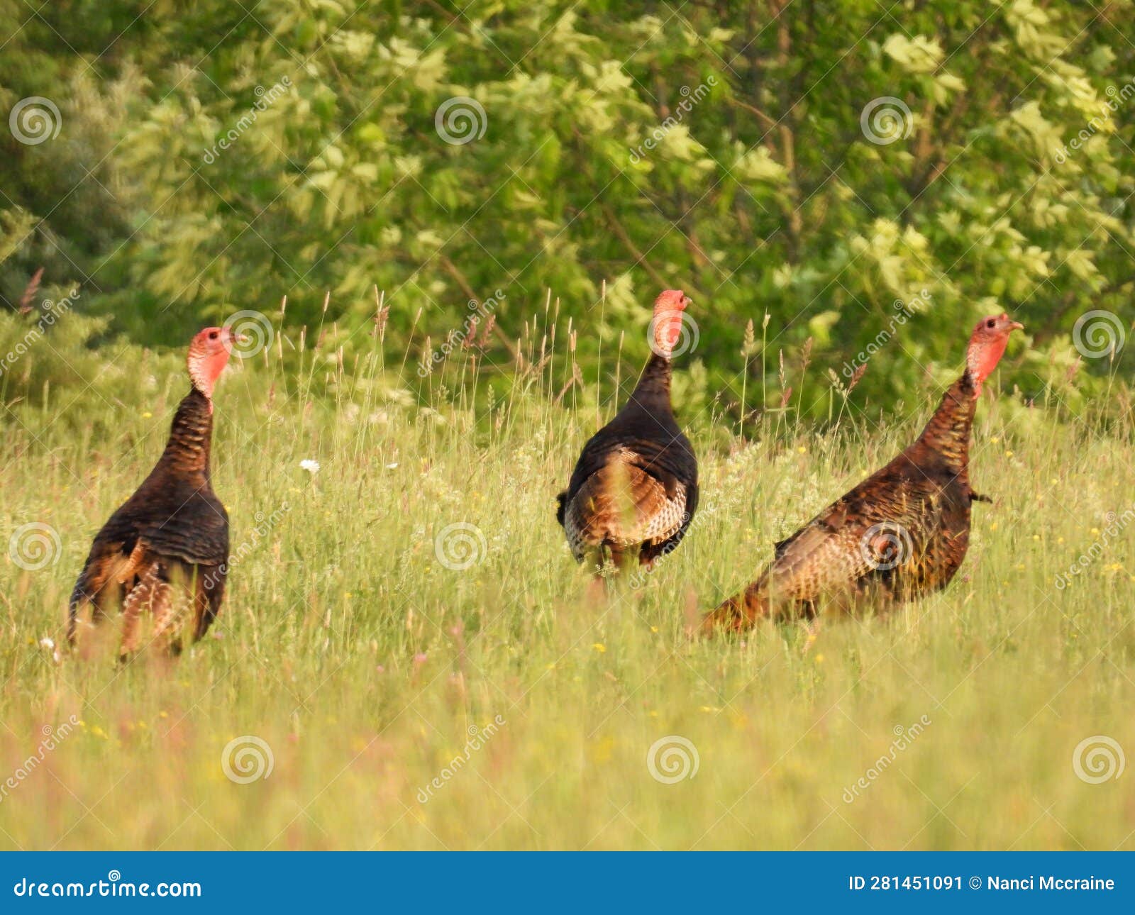 3 Wild Turkeys on Alert in Field Stock Image - Image of bronze ...