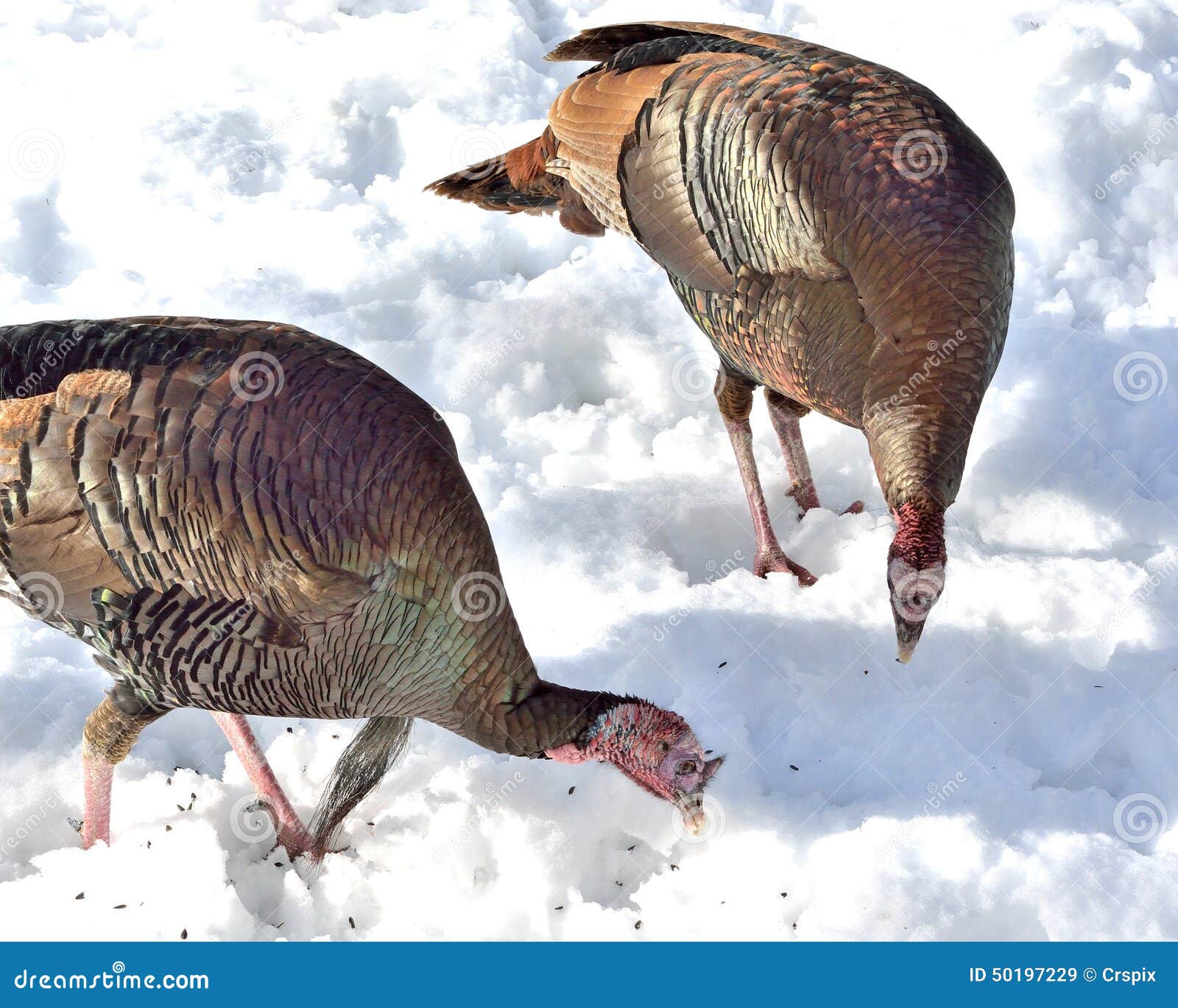 Wild Turkeys stock image. Image of wildlife, snow, looking - 50197229
