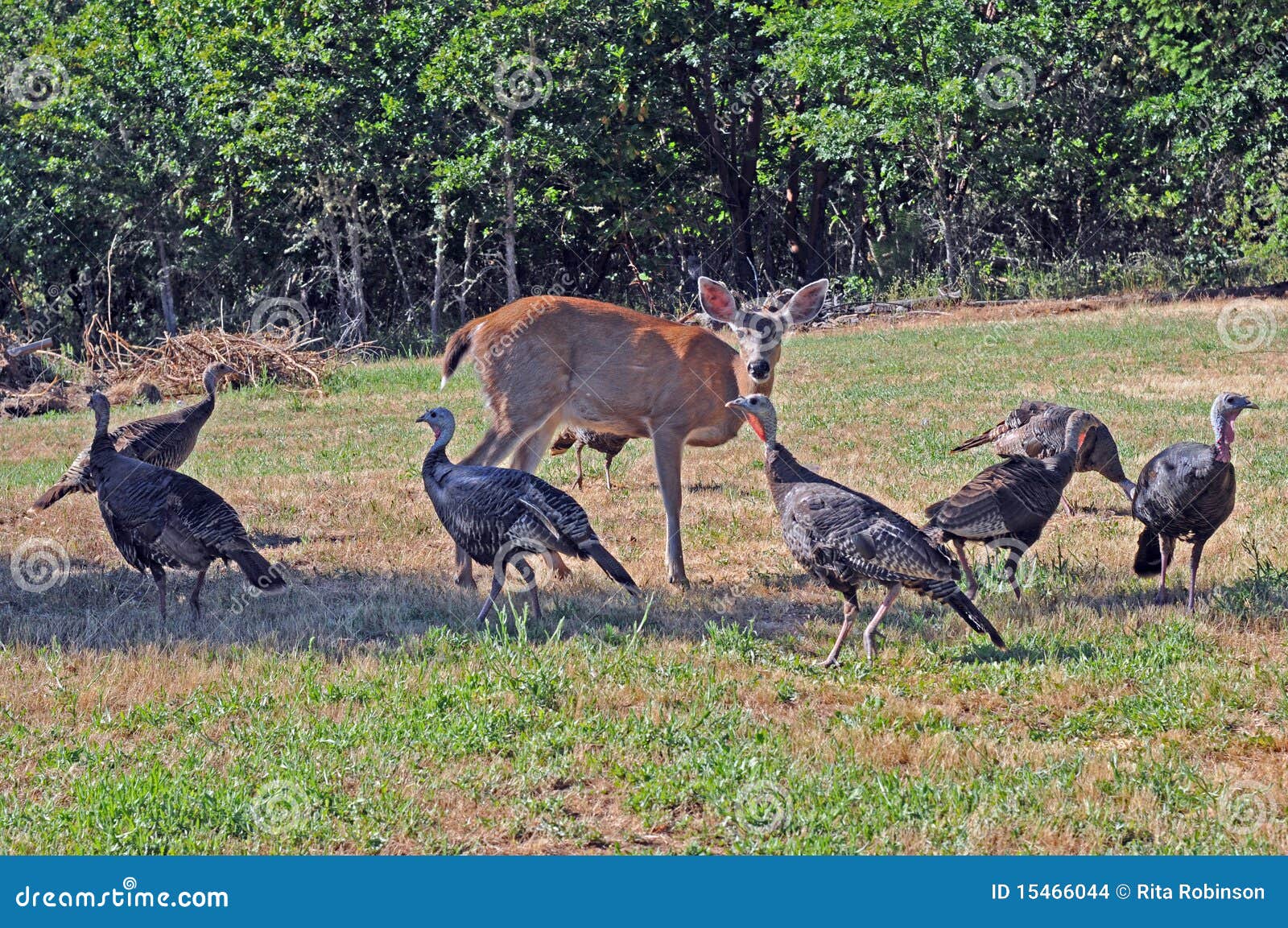 Wild turkeys and deer stock photo. Image of avian, nature - 15466044